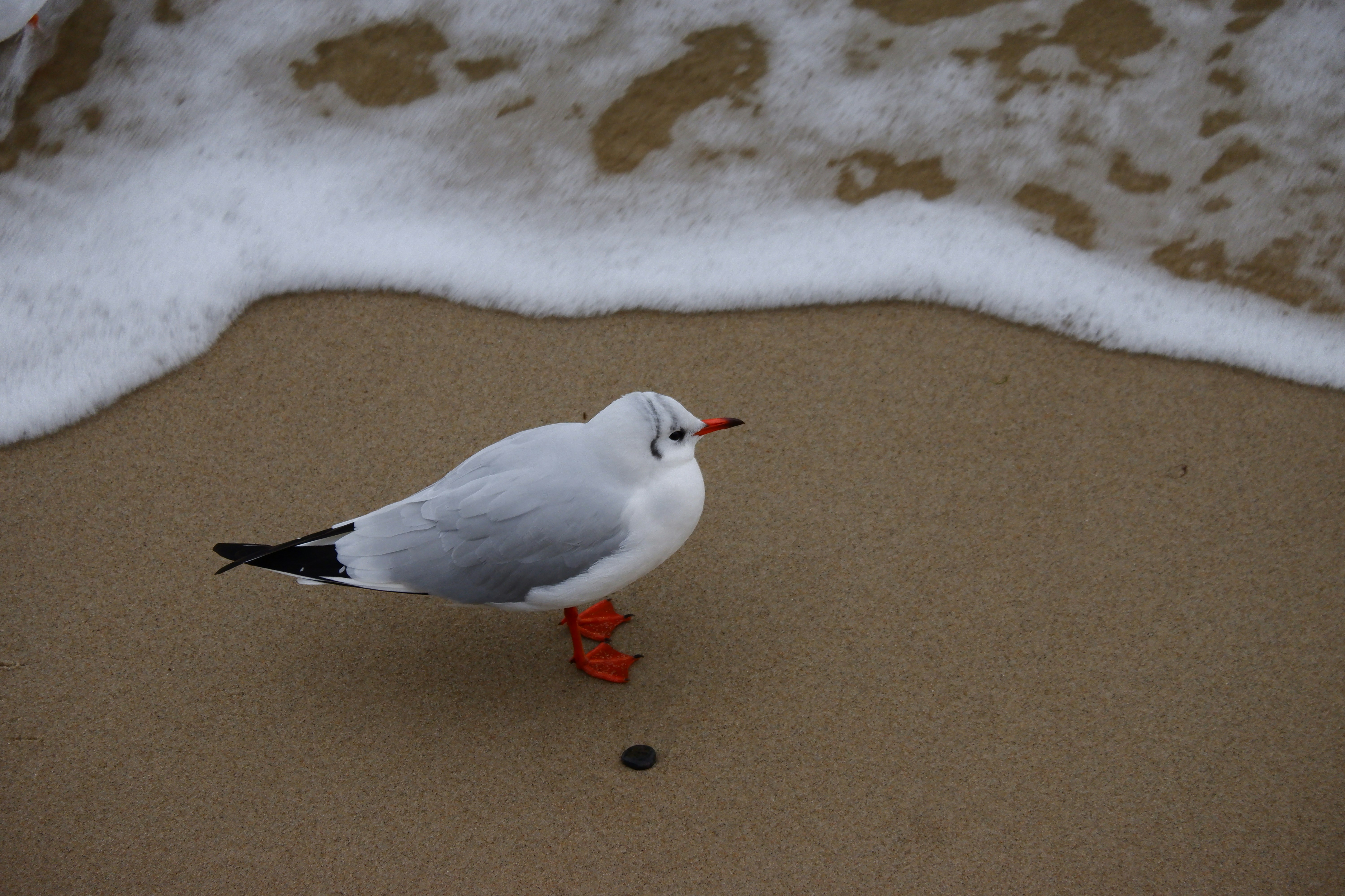 Seagull standing on wet sand near gentle ocean waves.