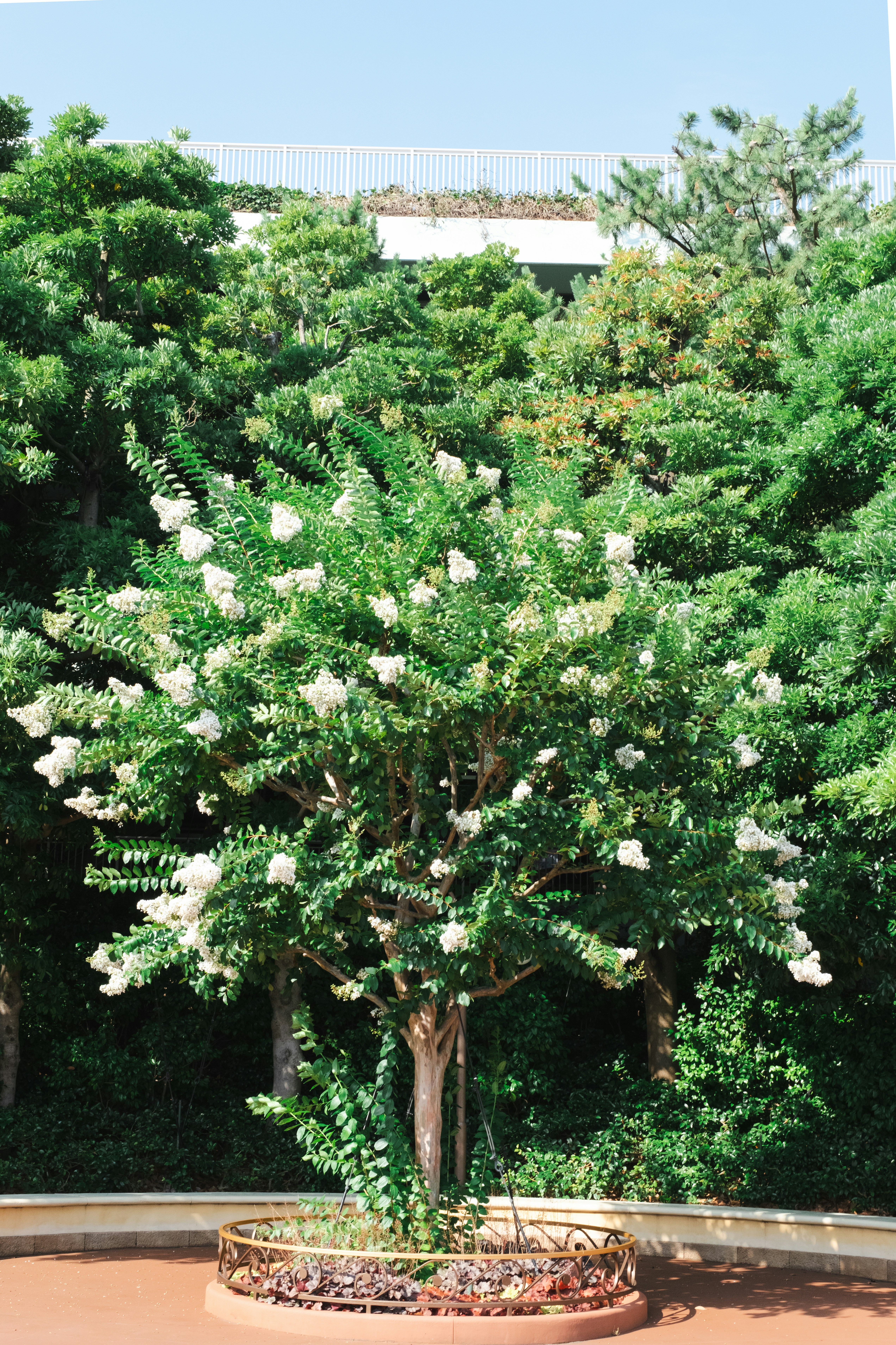 Circle of Bloom: White-Flowered Tree Framing a Sunlit Courtyard
