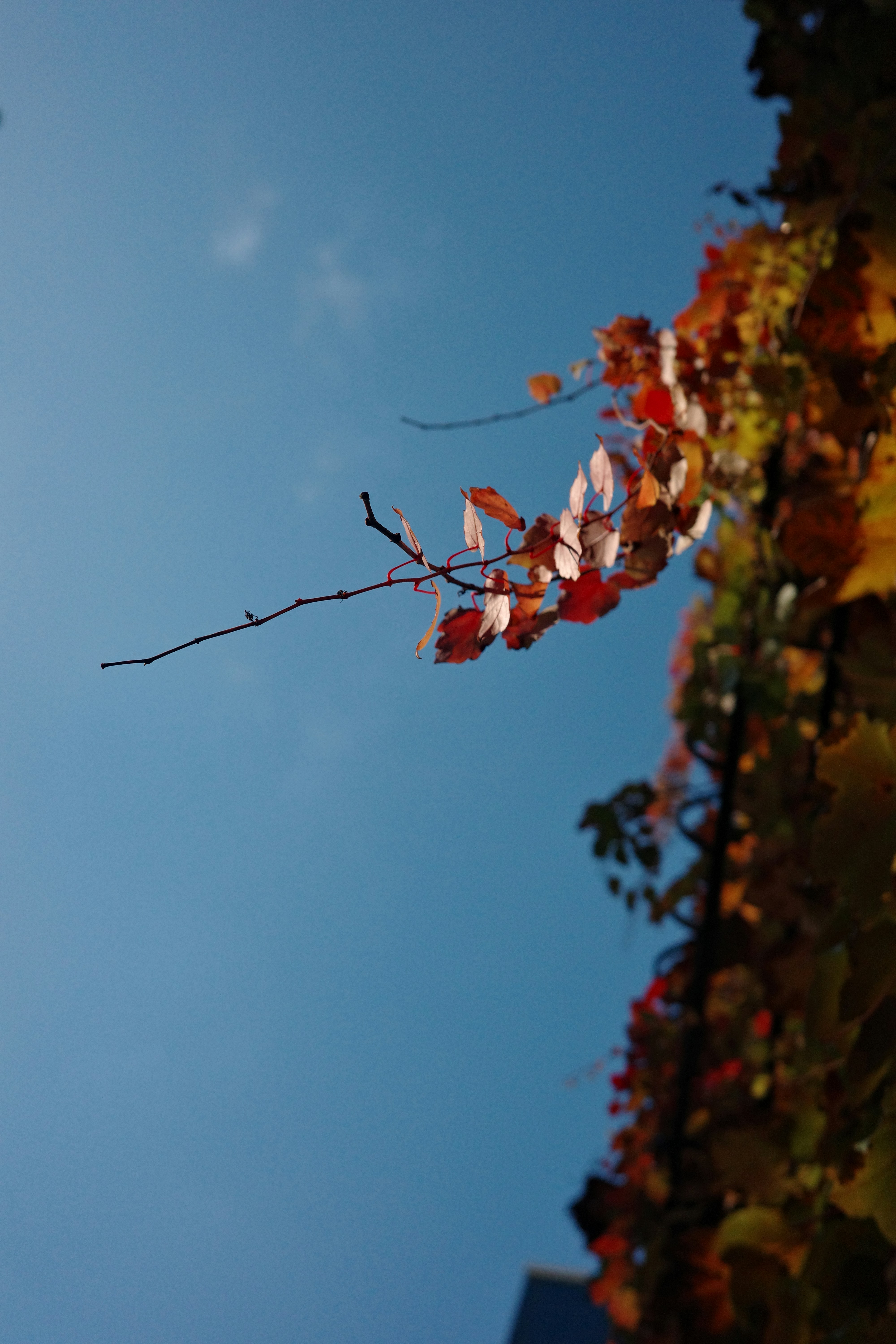 Crimson Leaf Cluster on a Bare Branch Against a Cerulean Sky