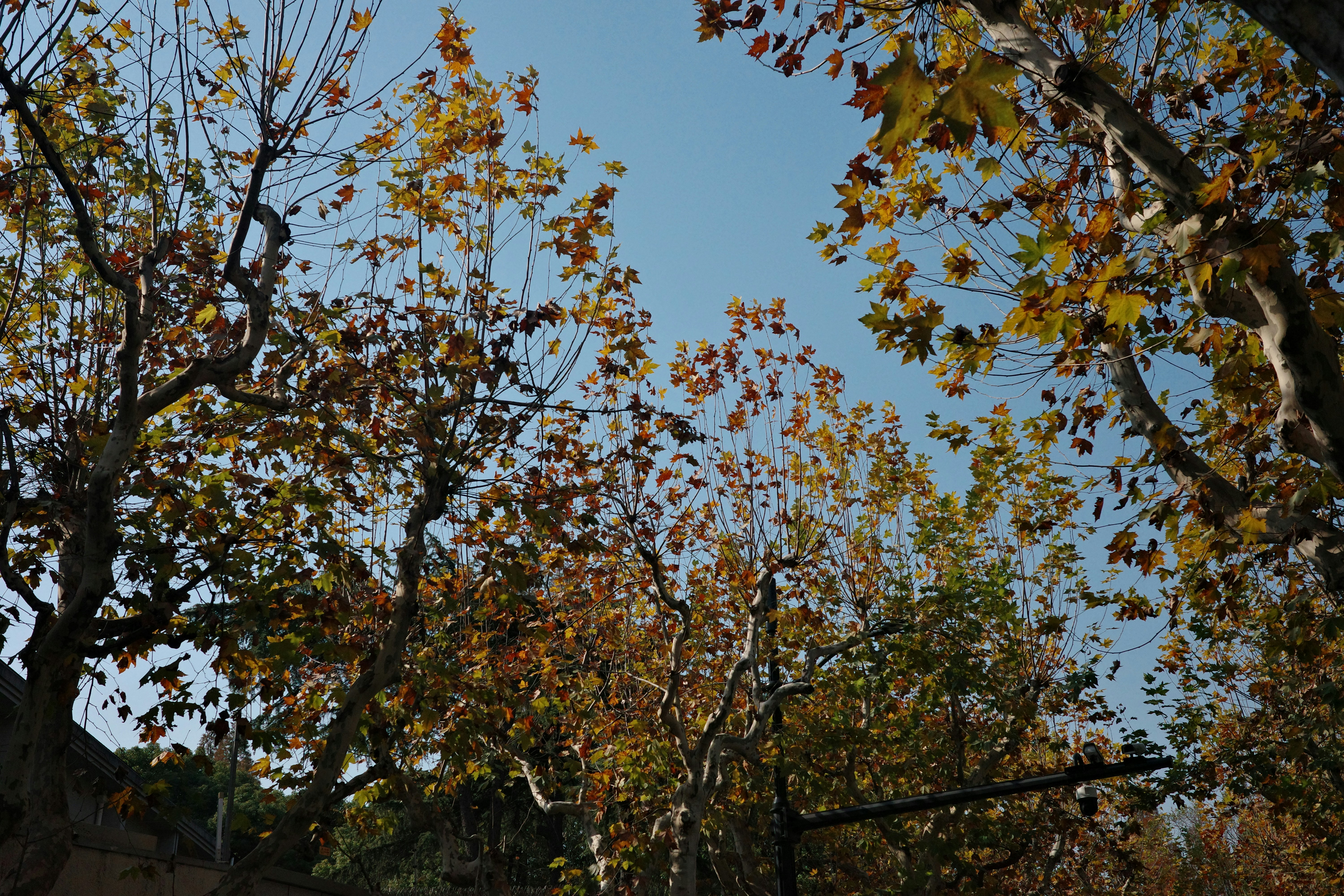 Golden autumn leaves on trees against a clear blue sky.