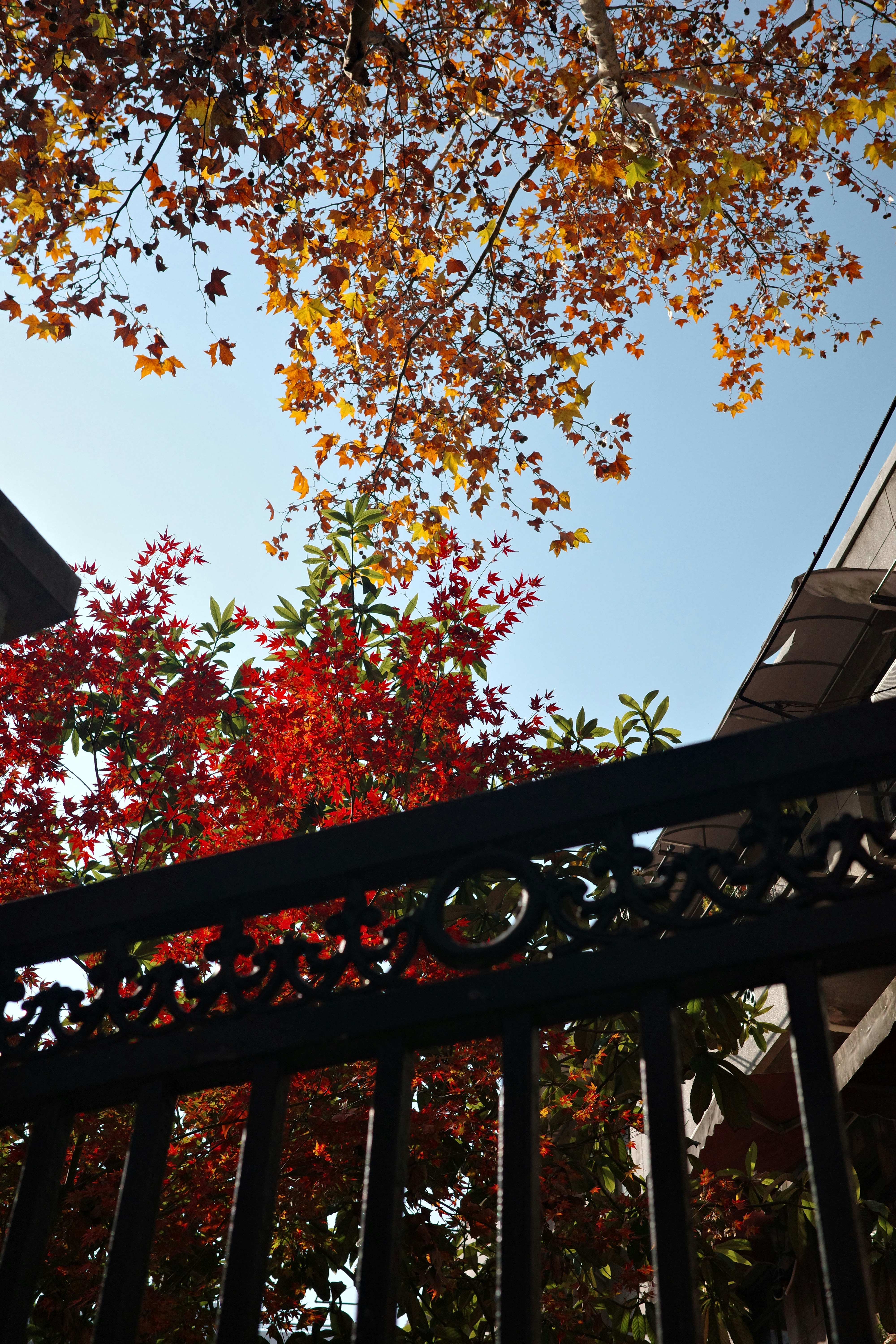 Autumn Canopy Over a Wrought-Iron Balcony