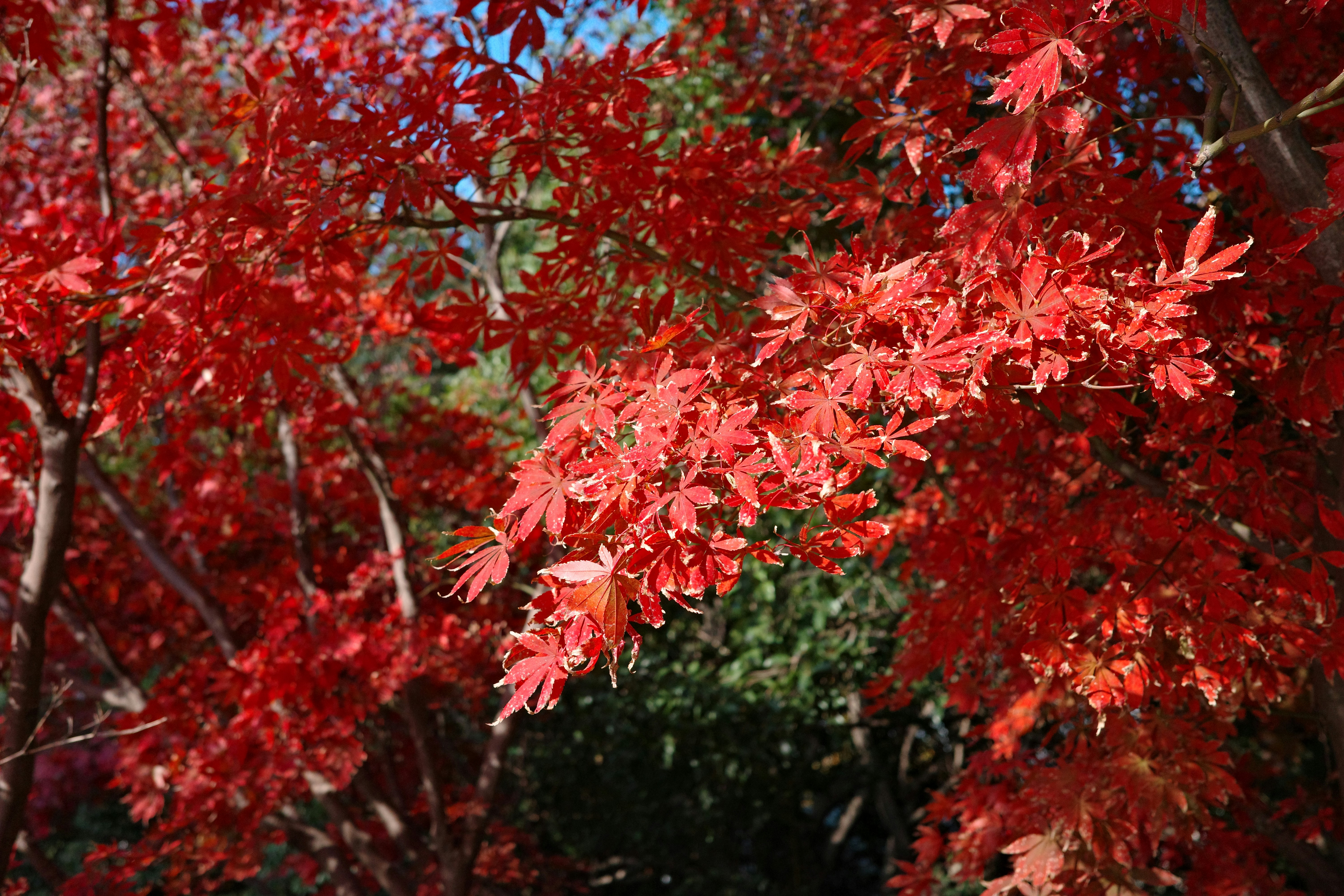 Vibrant red maple leaves illuminated by sunlight against a backdrop of green foliage.