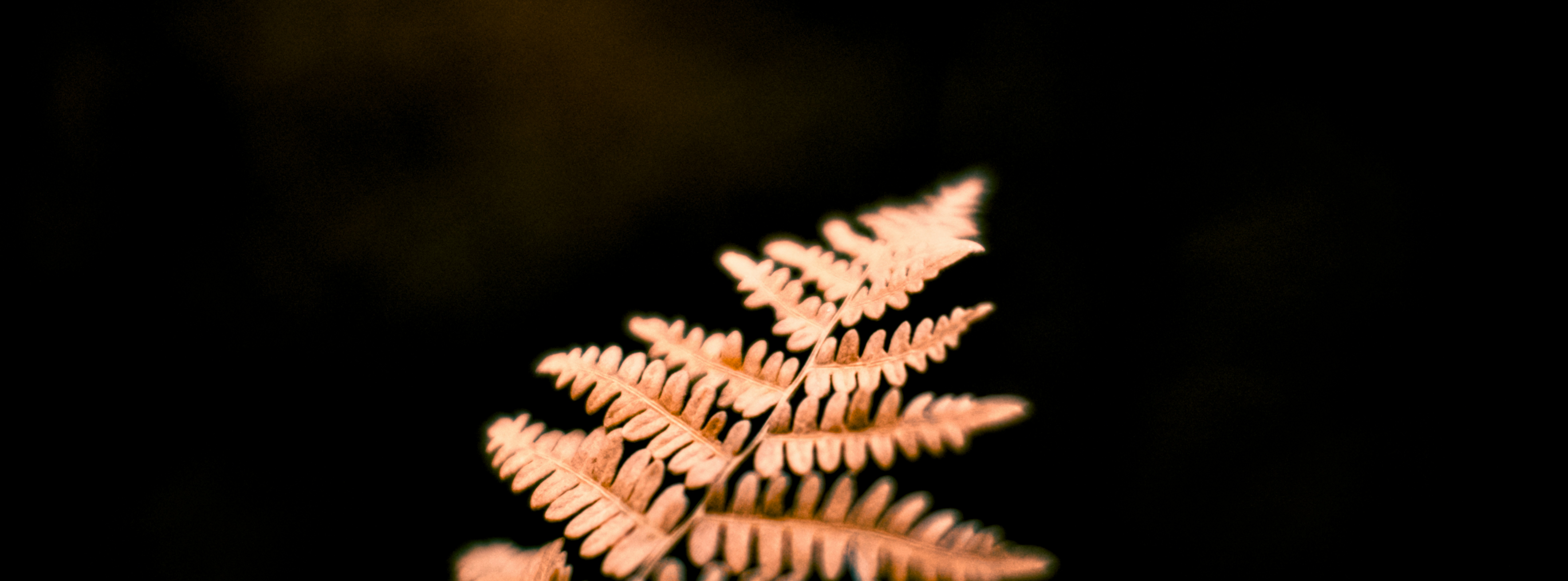 Soft-Backlit Fern Fronds in Velvet Darkness