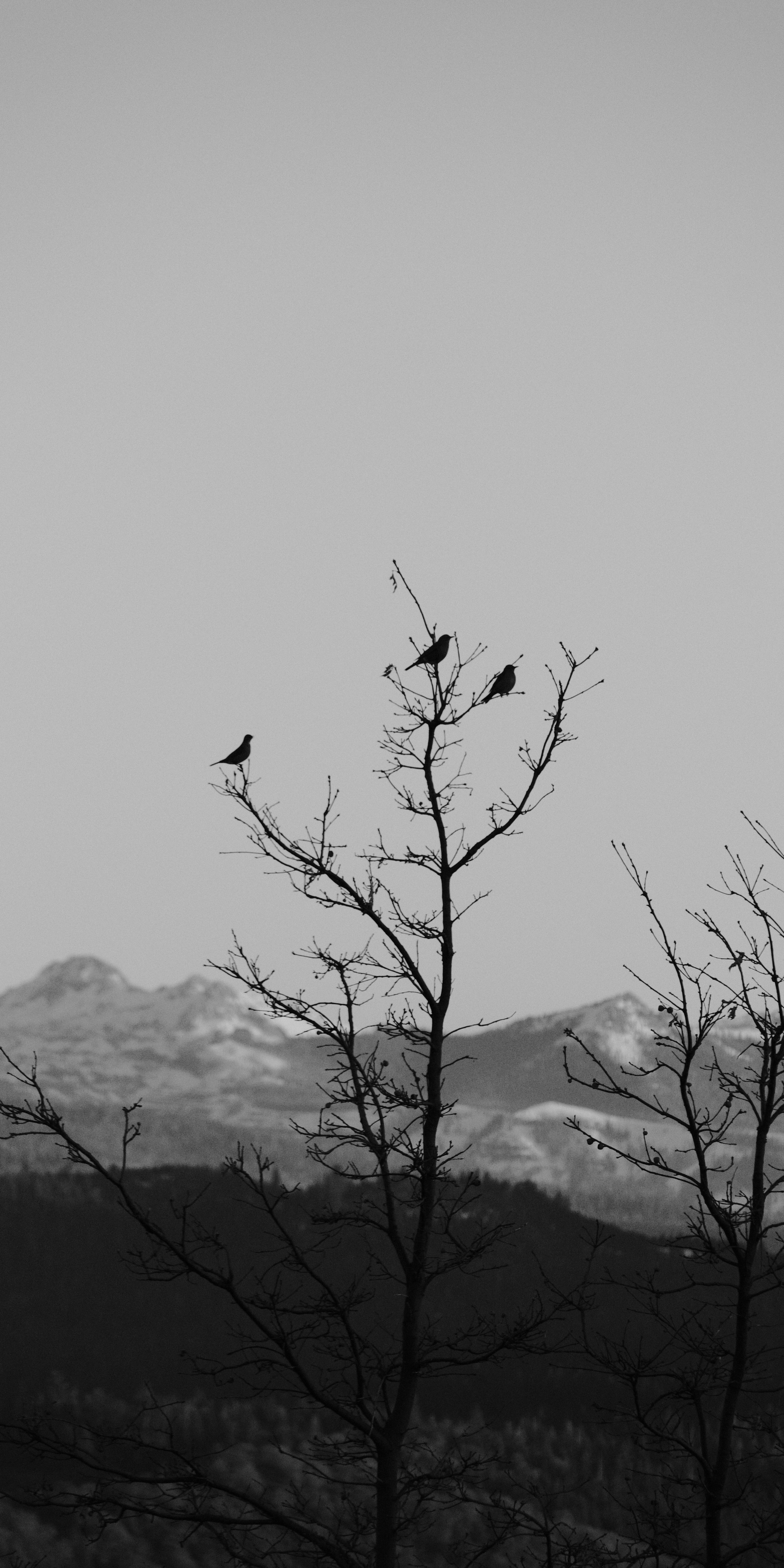 Three Silhouettes on a Bare Tree Against a Snowbound Alpine Backdrop