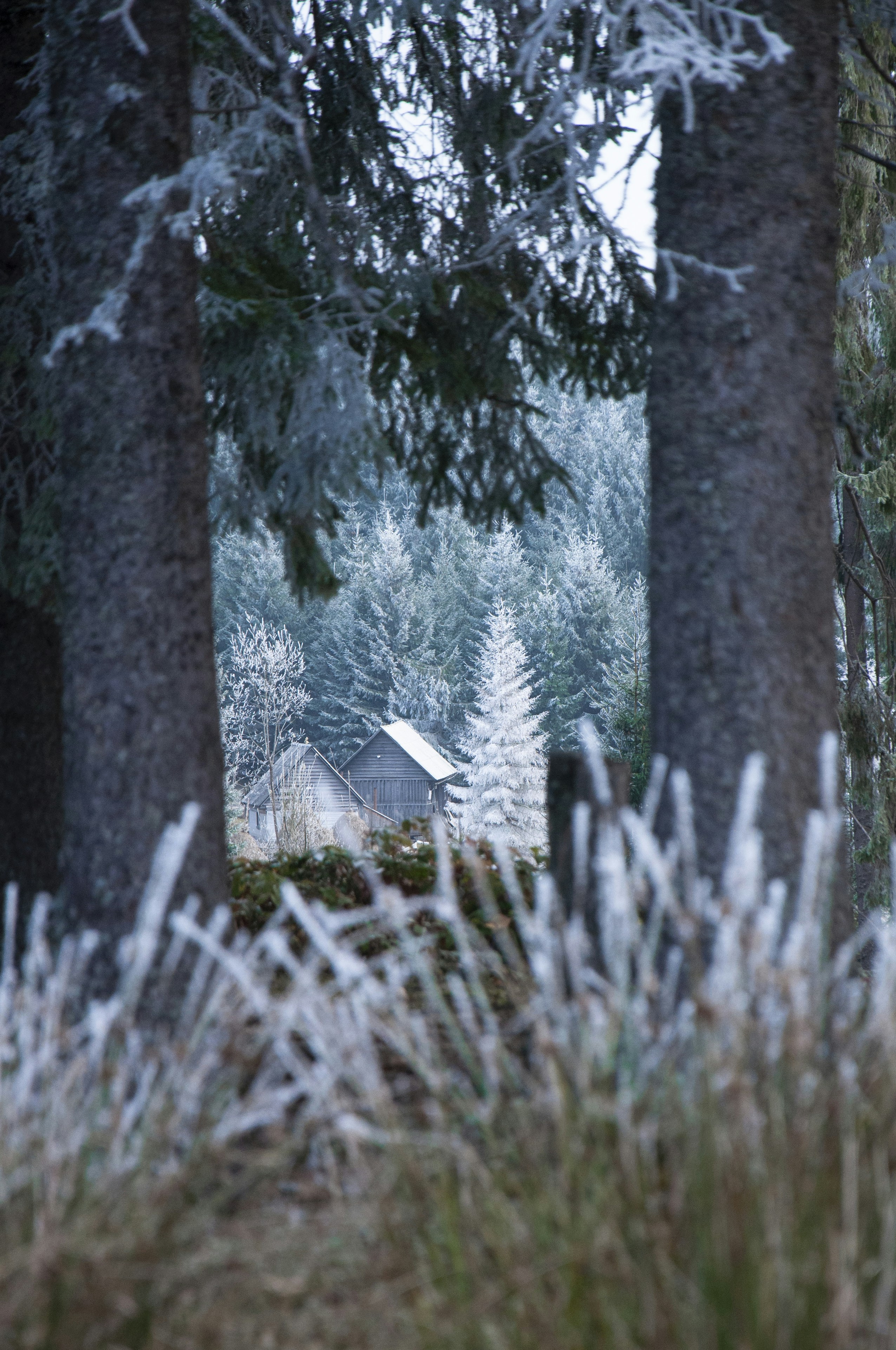 Hidden Frosted Cabin Framed by Silent Pines