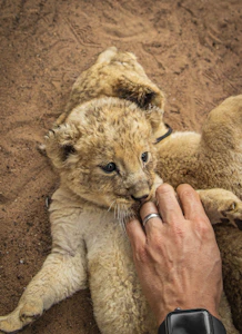 Sunlit Trust: A Lion Cub's Quiet Moment of Contact