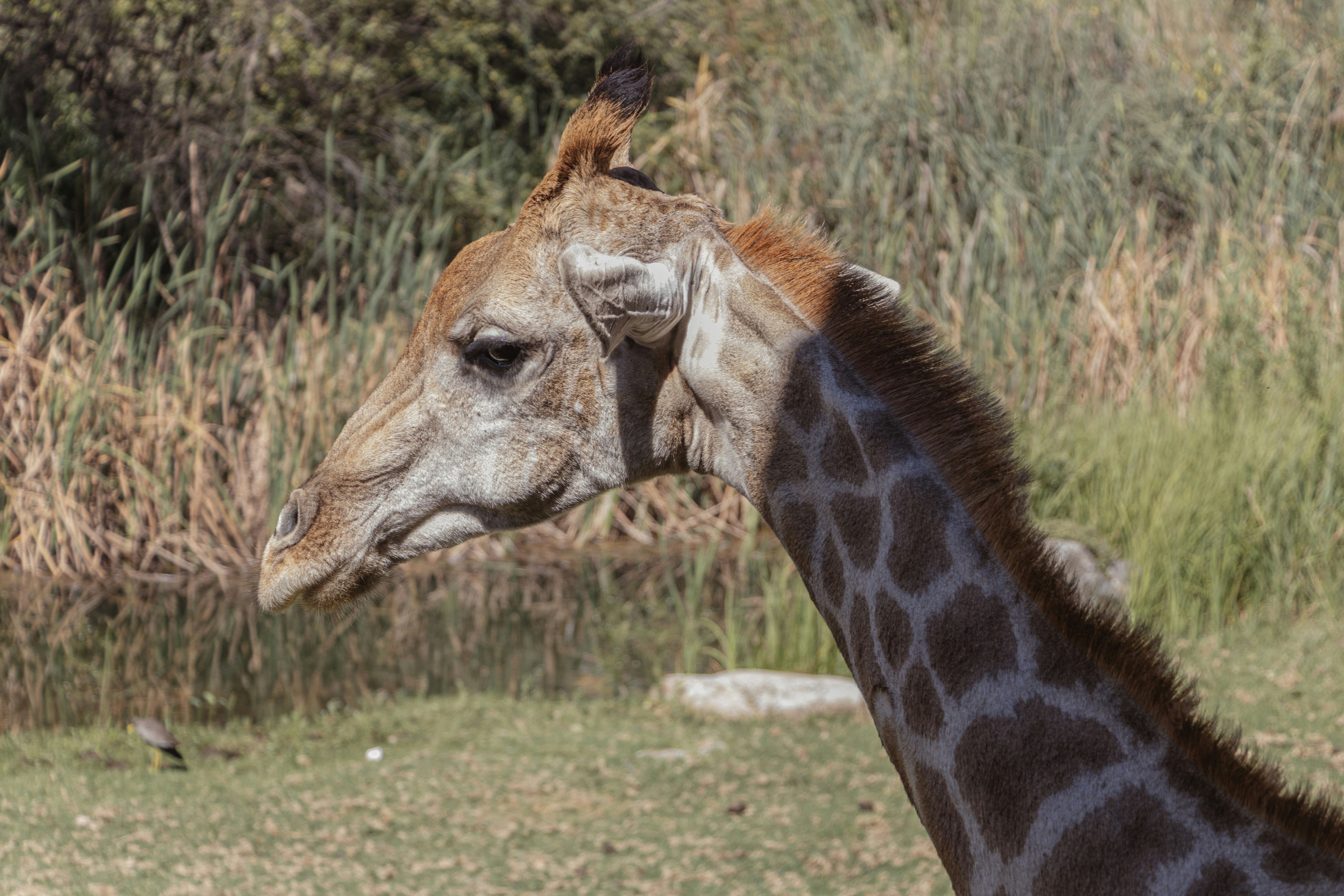 Profile Portrait of a Giraffe: Sunlit Grace on the Grassland