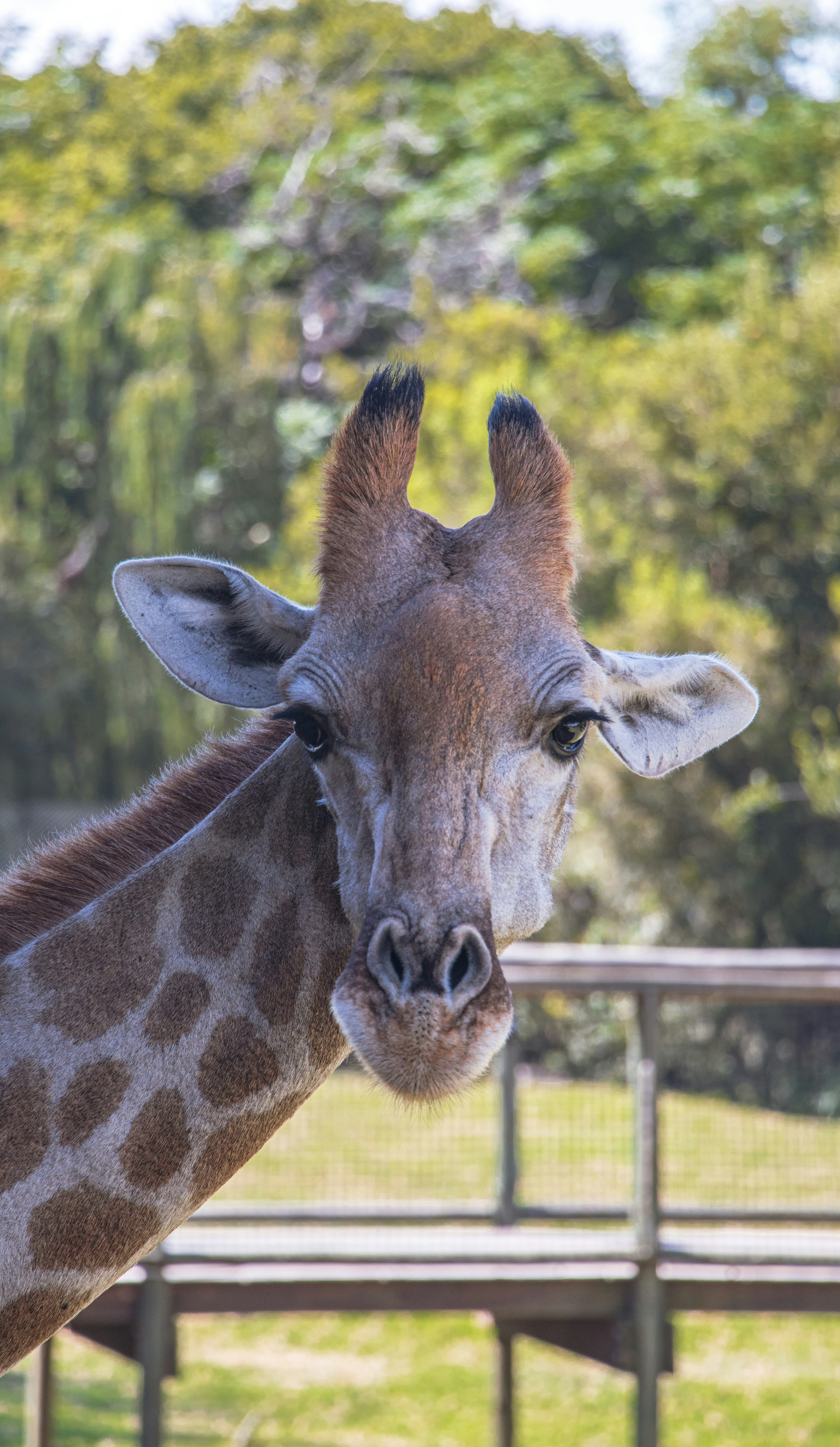 Giraffe's Quiet Gaze: Portrait Through the Rails