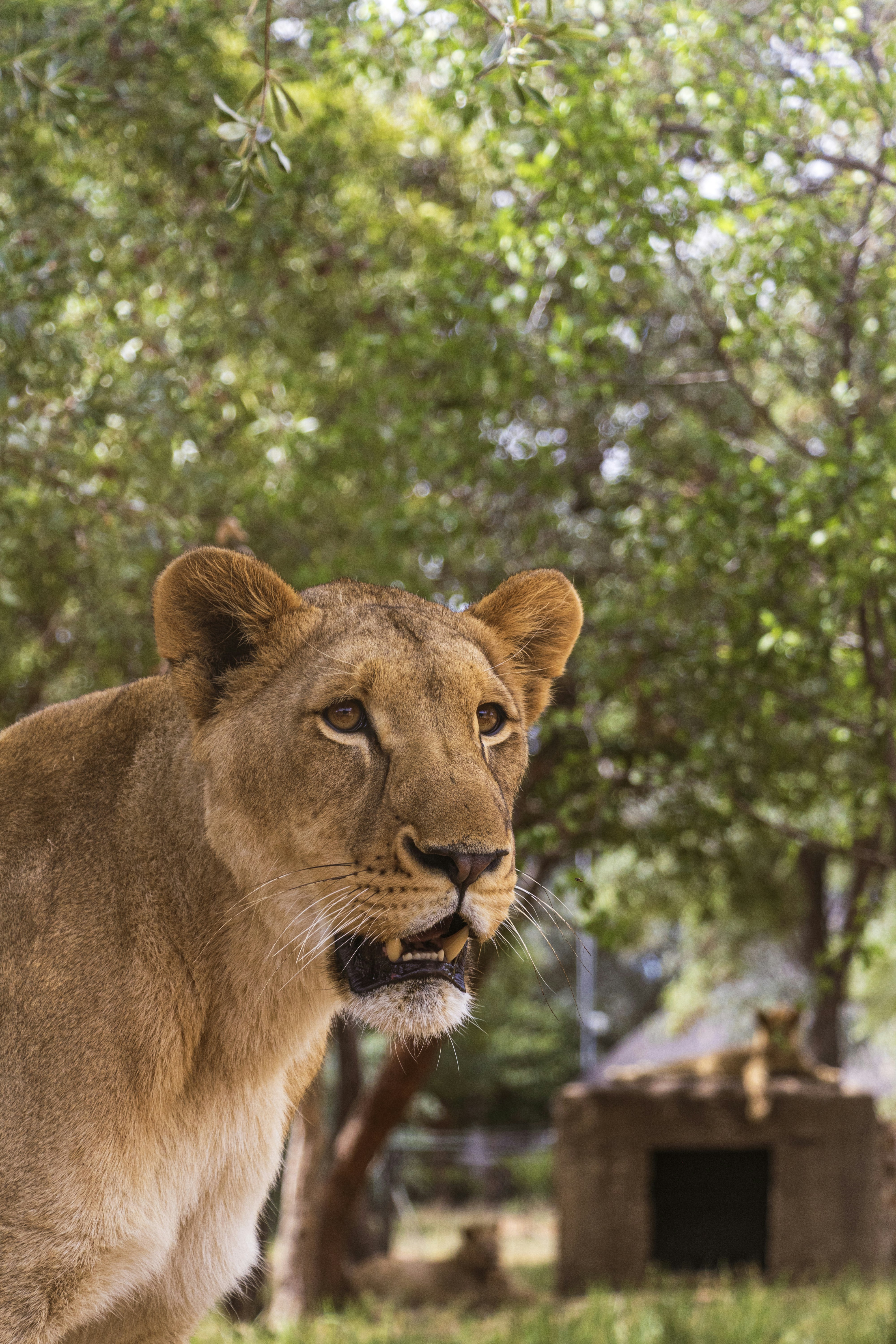 Majestic dawn gaze of a lioness amid dappled shade