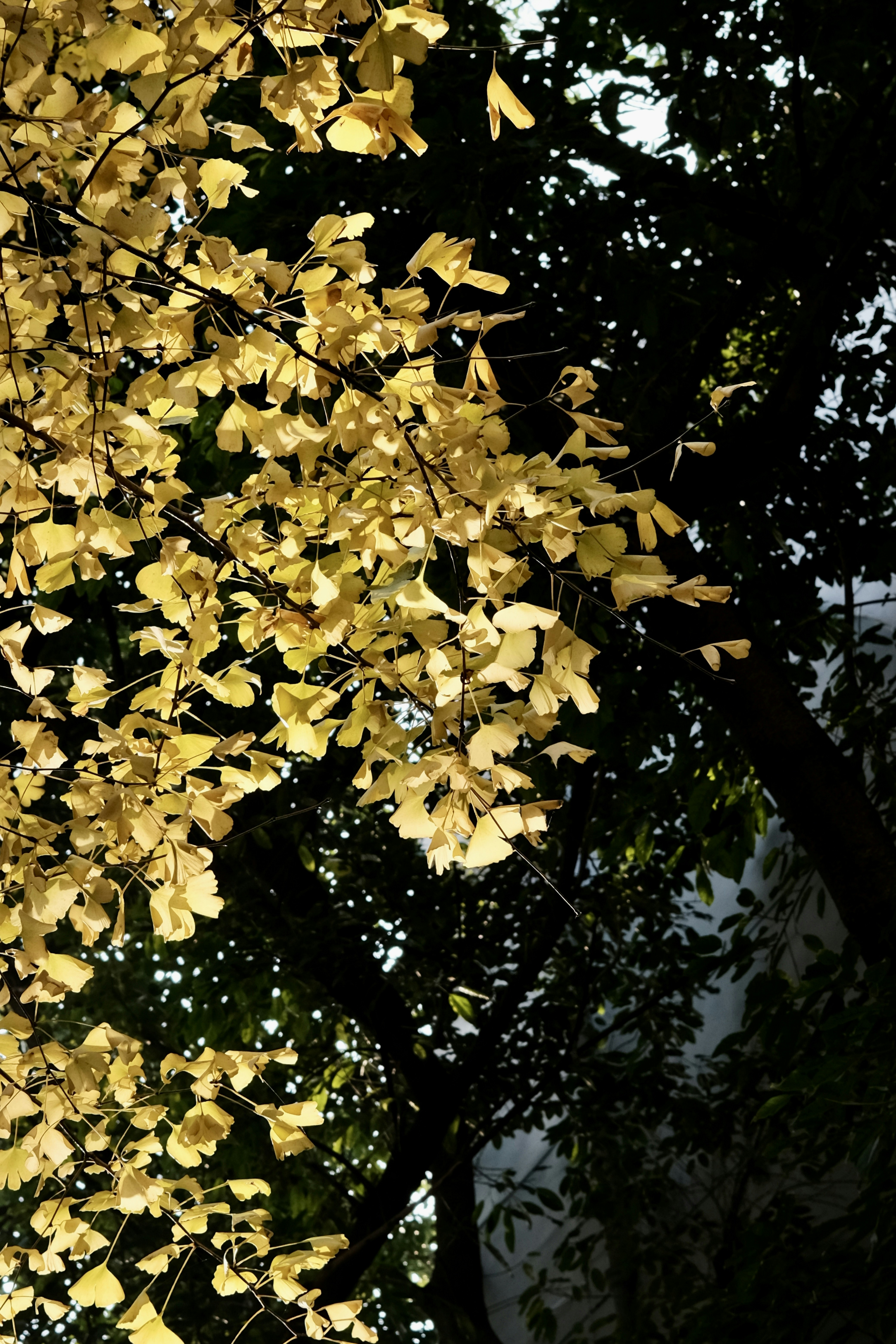 Golden Canopy: A Dance of Autumn Leaves
