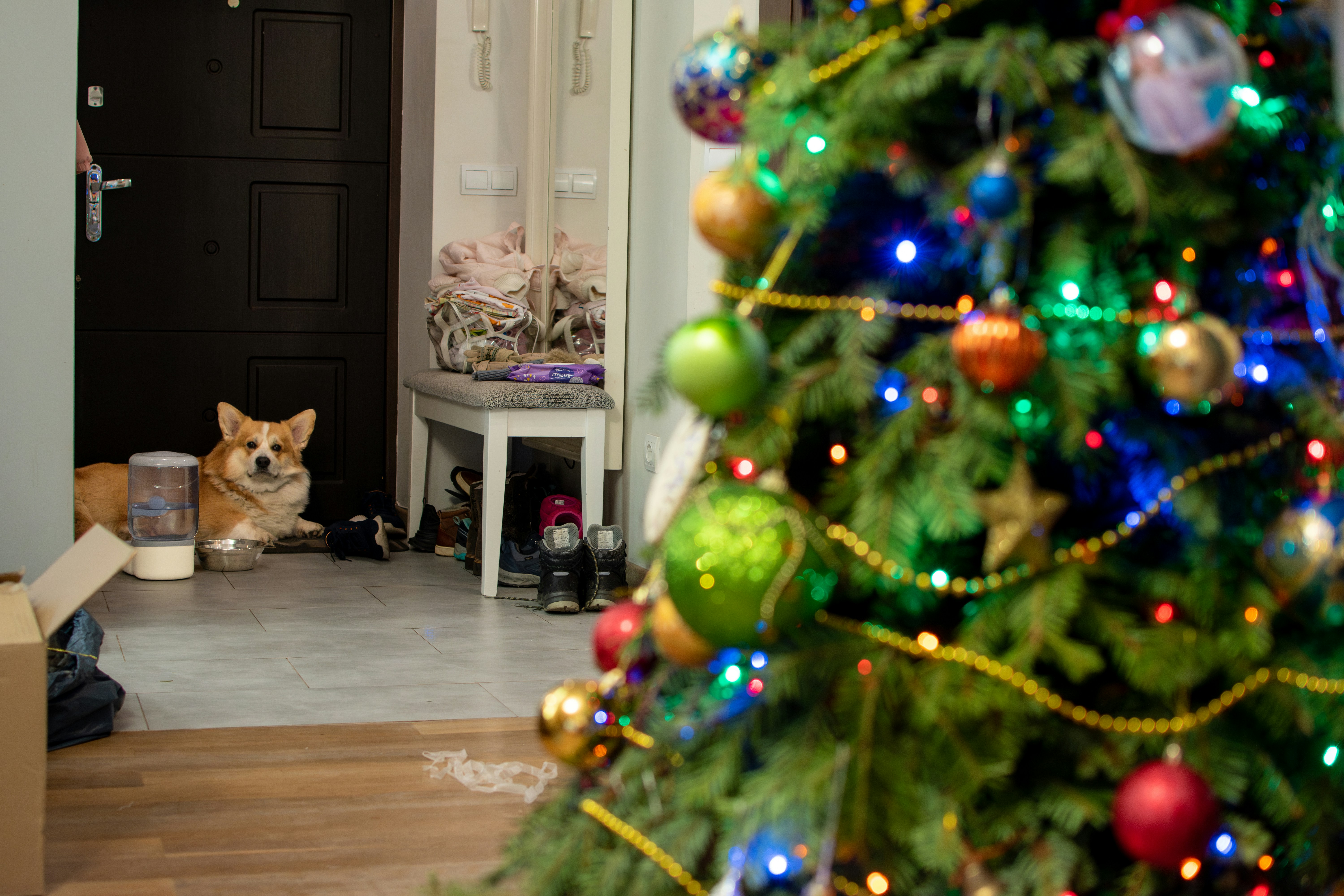 Threshold Watcher: A Corgi Pauses as Christmas Lights Embrace the Tree