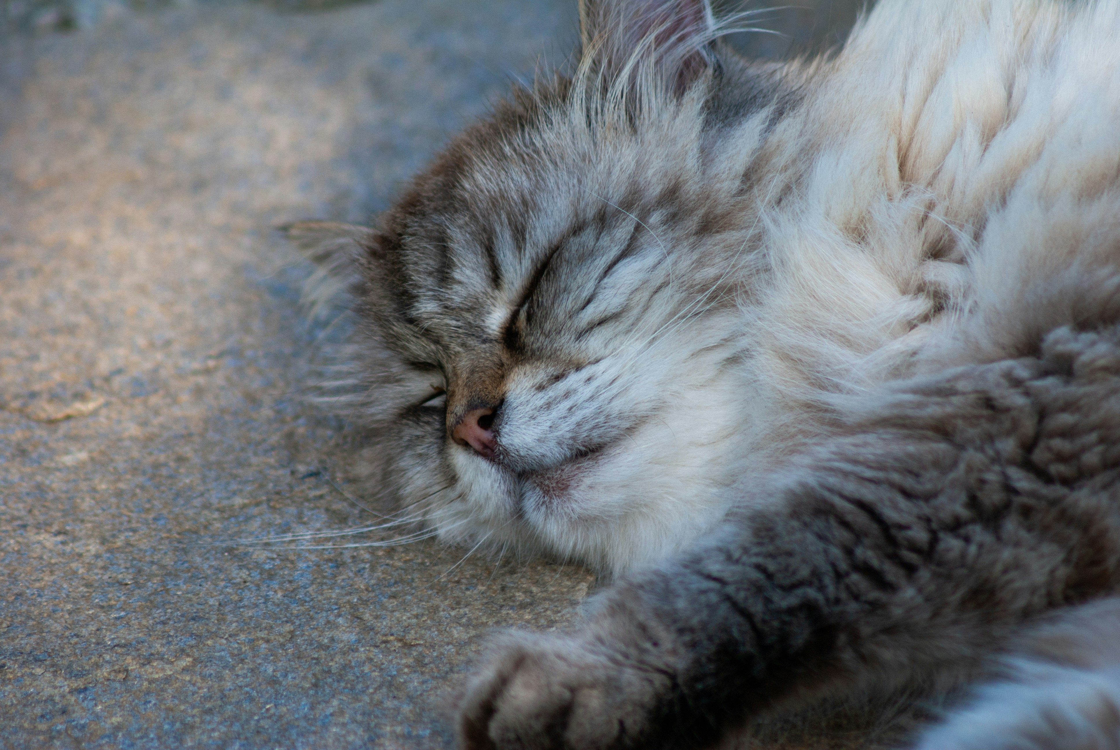 A cat laying on its back on the ground photo – Free Bruckmühl Image on ...