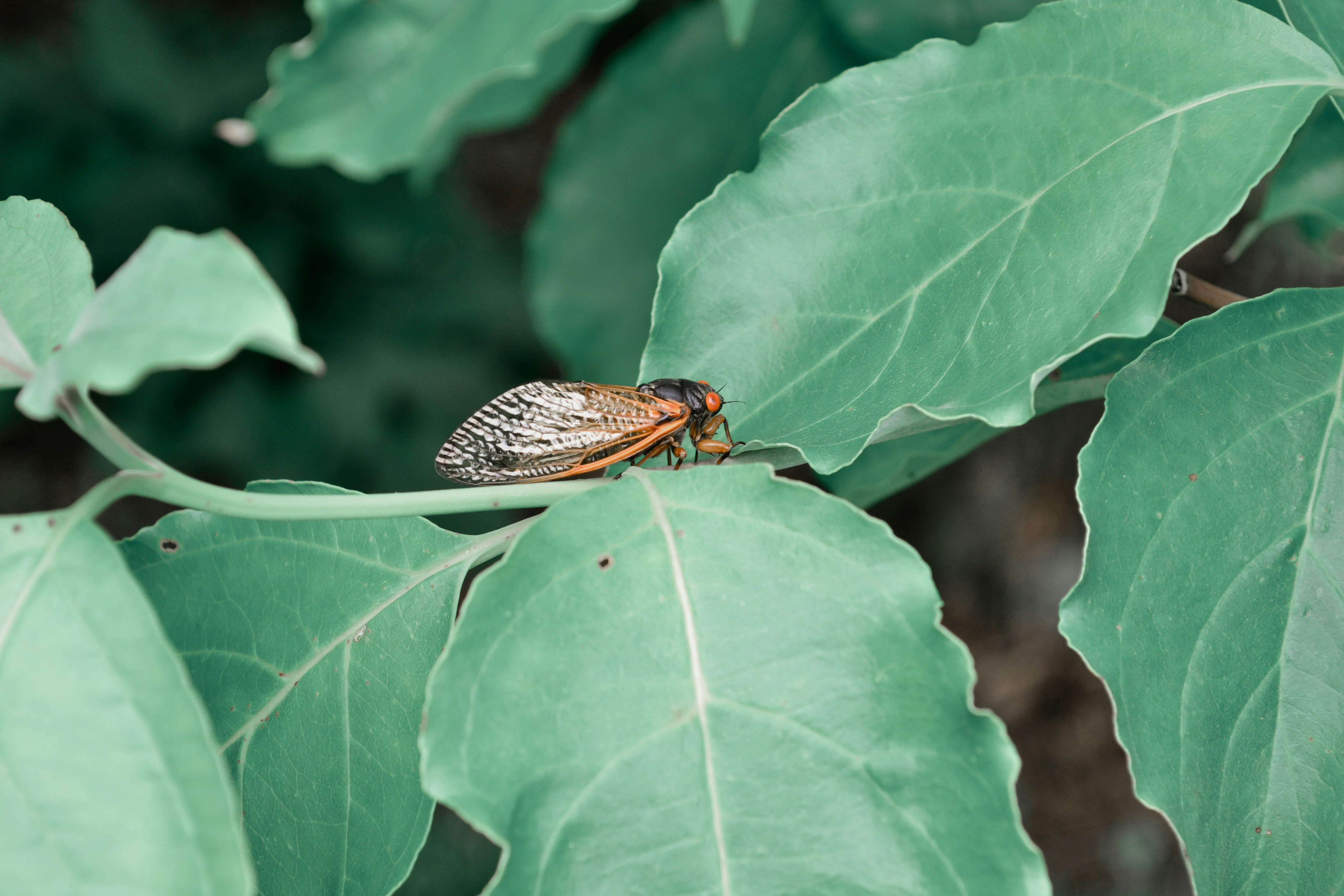 Crimson Cicada on Quiet Green: A Leaf-Top Standoff