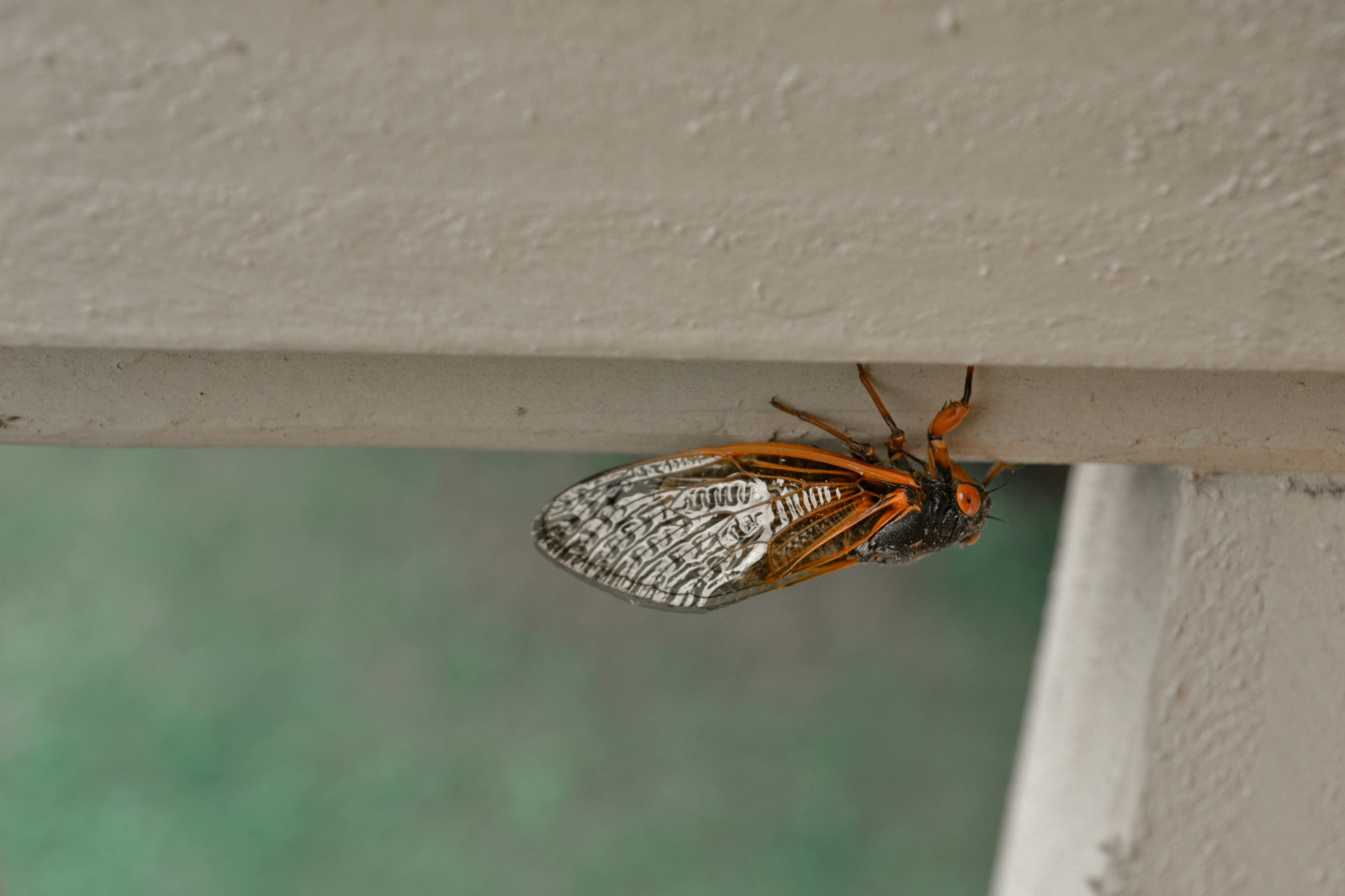 Photo by Aliya Weer with Nikon D3100