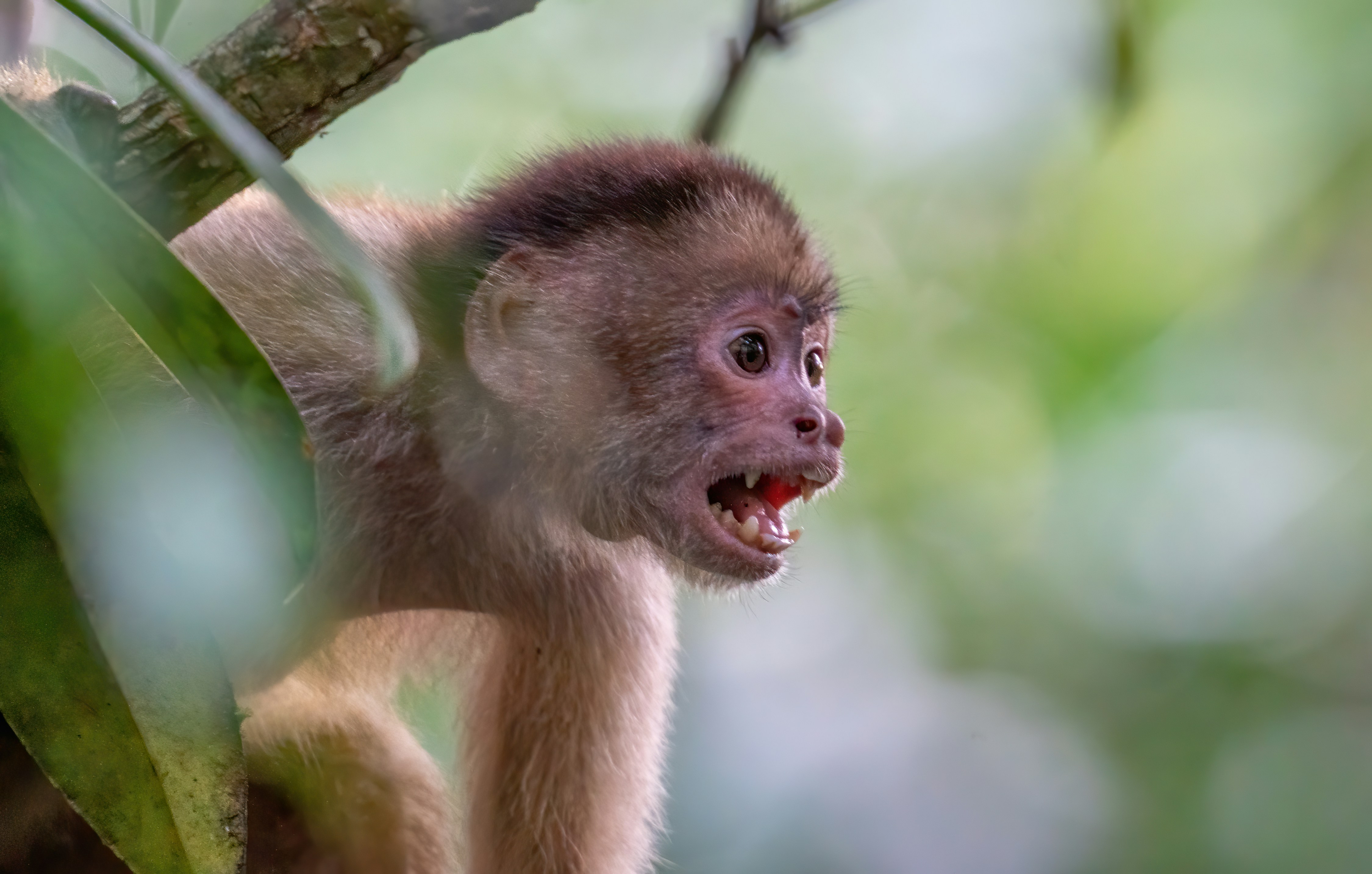 A monkey is hanging on a tree branch photo – Free Animal Image on Unsplash