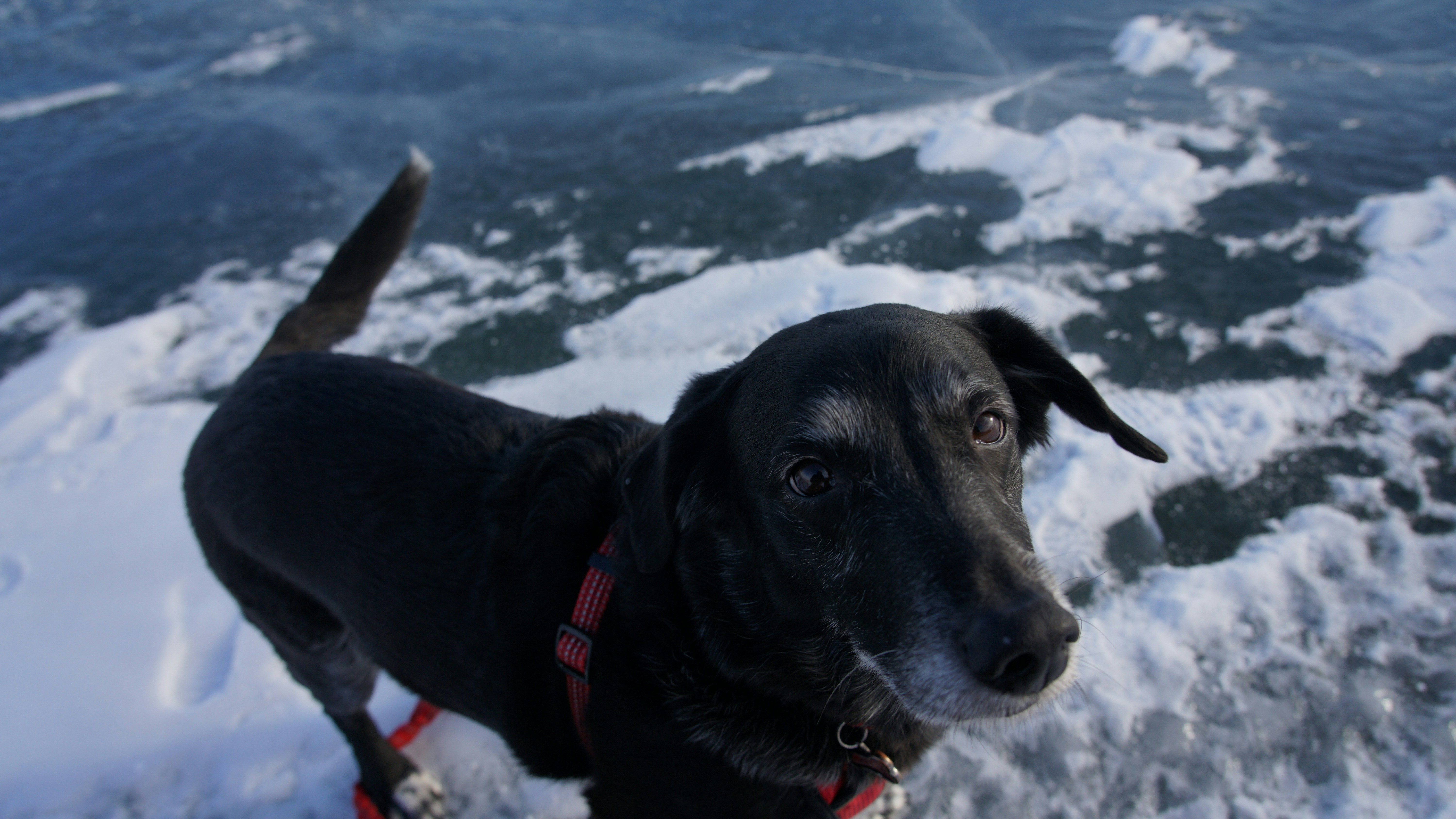 Black dog standing on a frozen lake with patches of snow and ice.