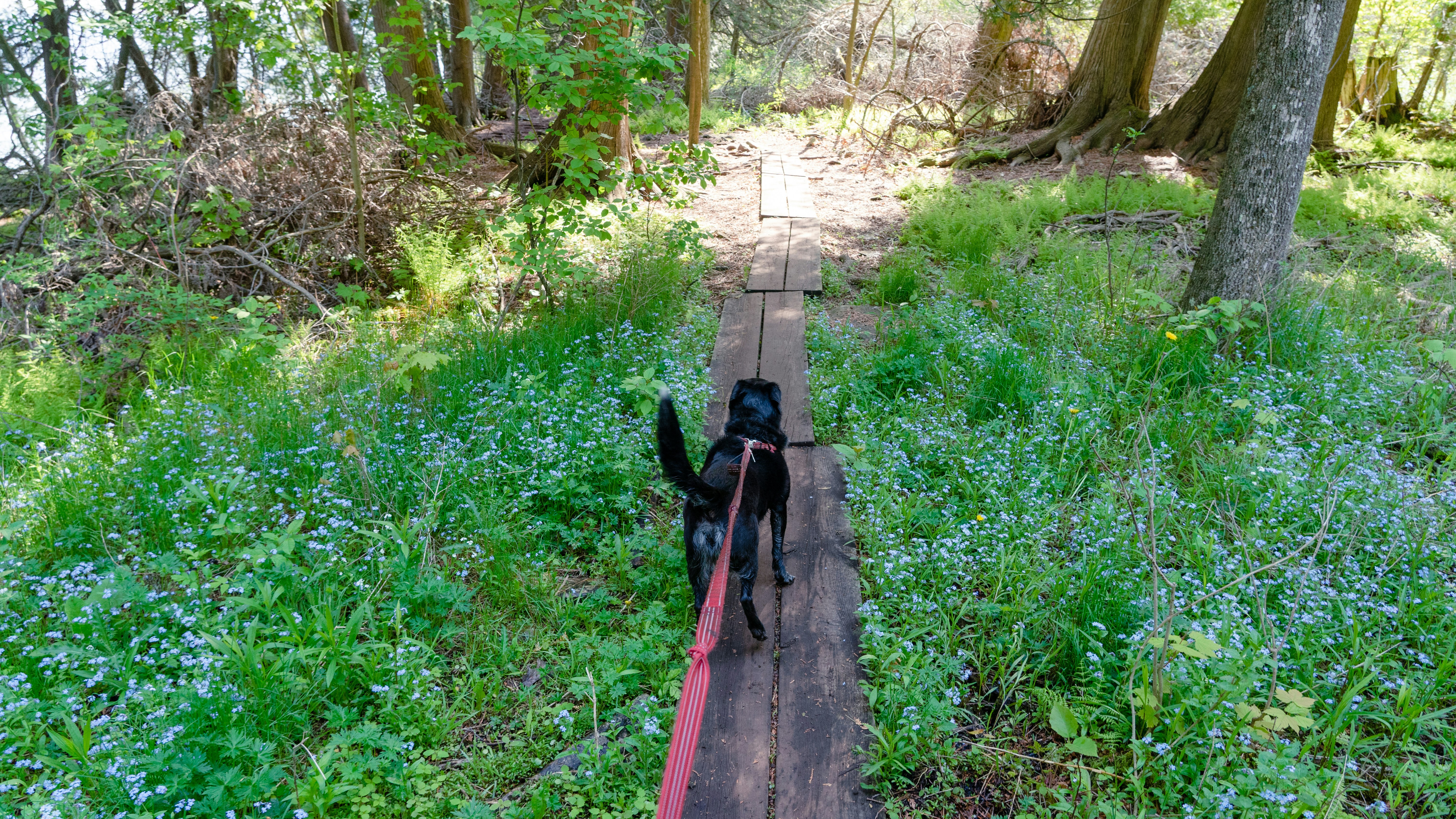 A dog is walking down a path in the woods photo – Free Door county ...