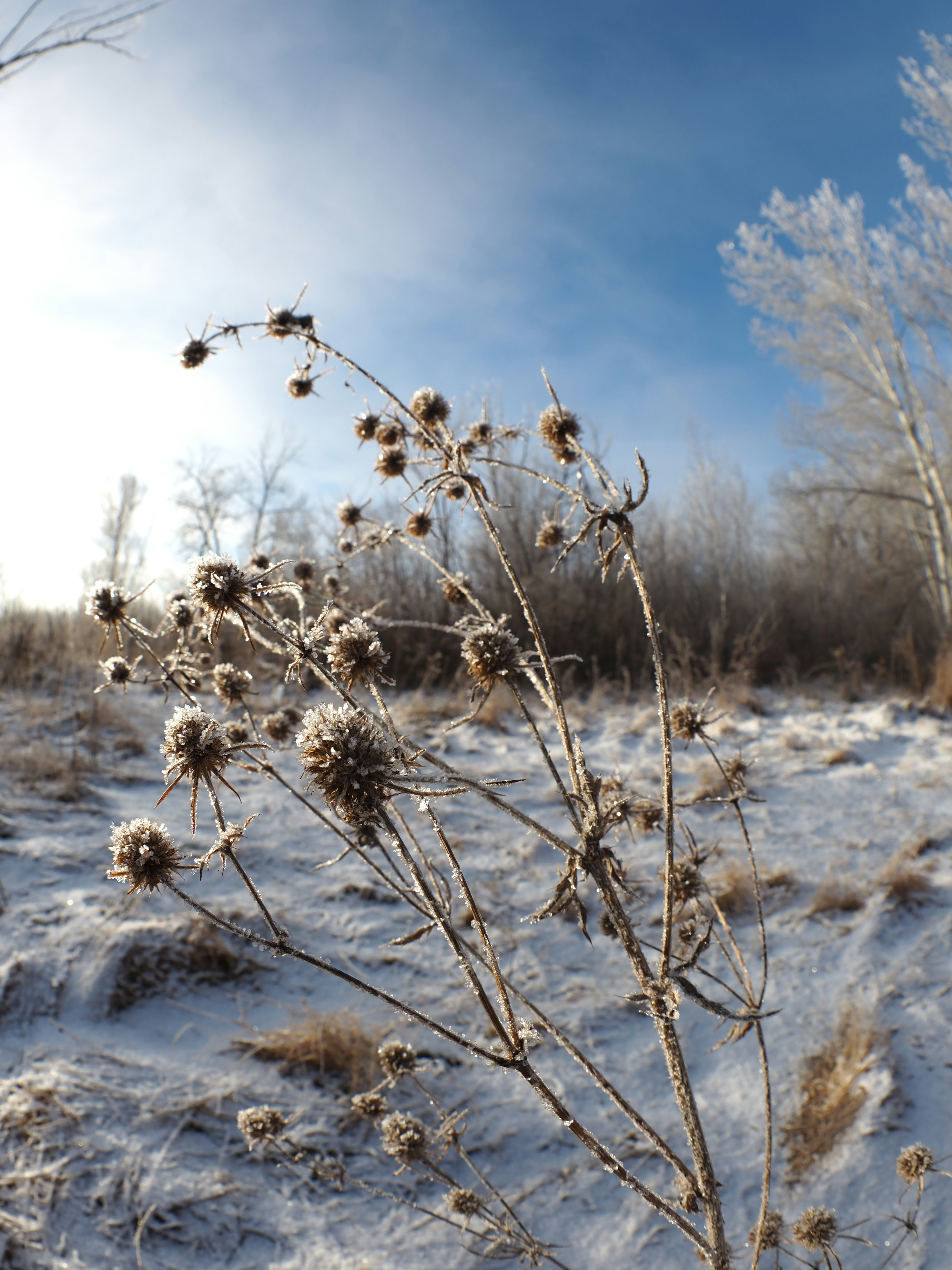 Frost-kissed Seedheads Framing a Winter Field