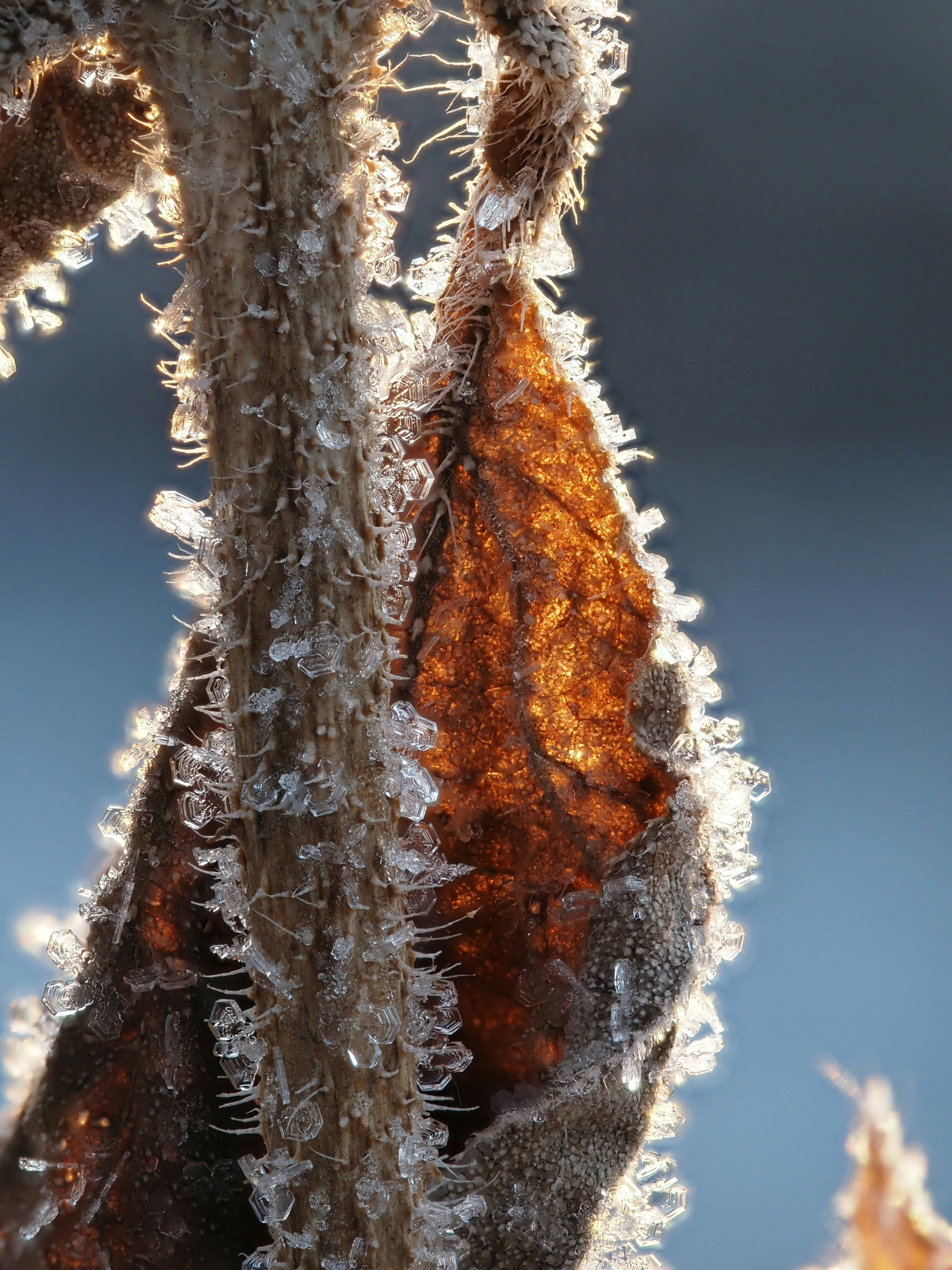 dry plants decorated with frost