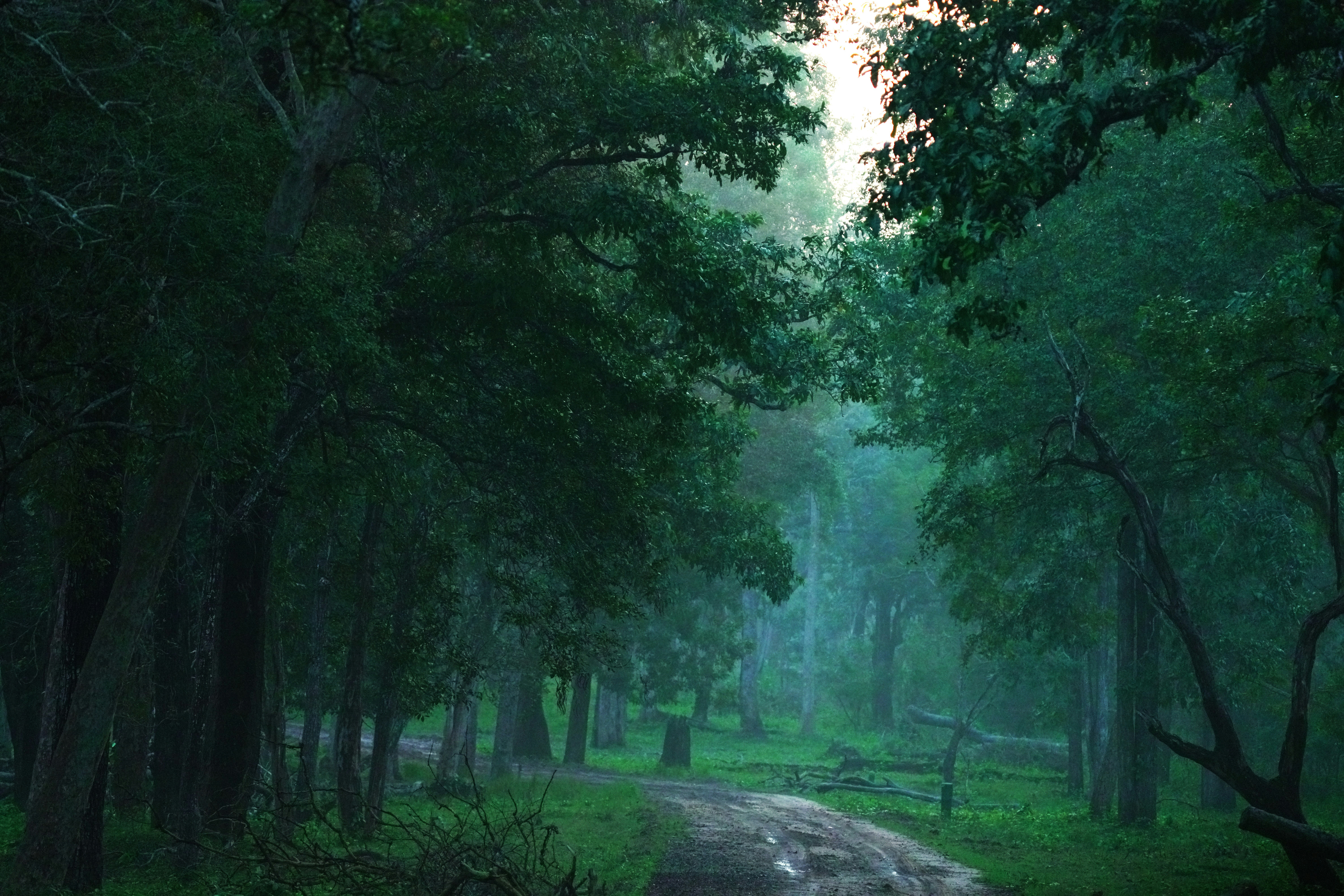 Whispering Path Through a Misty Forest