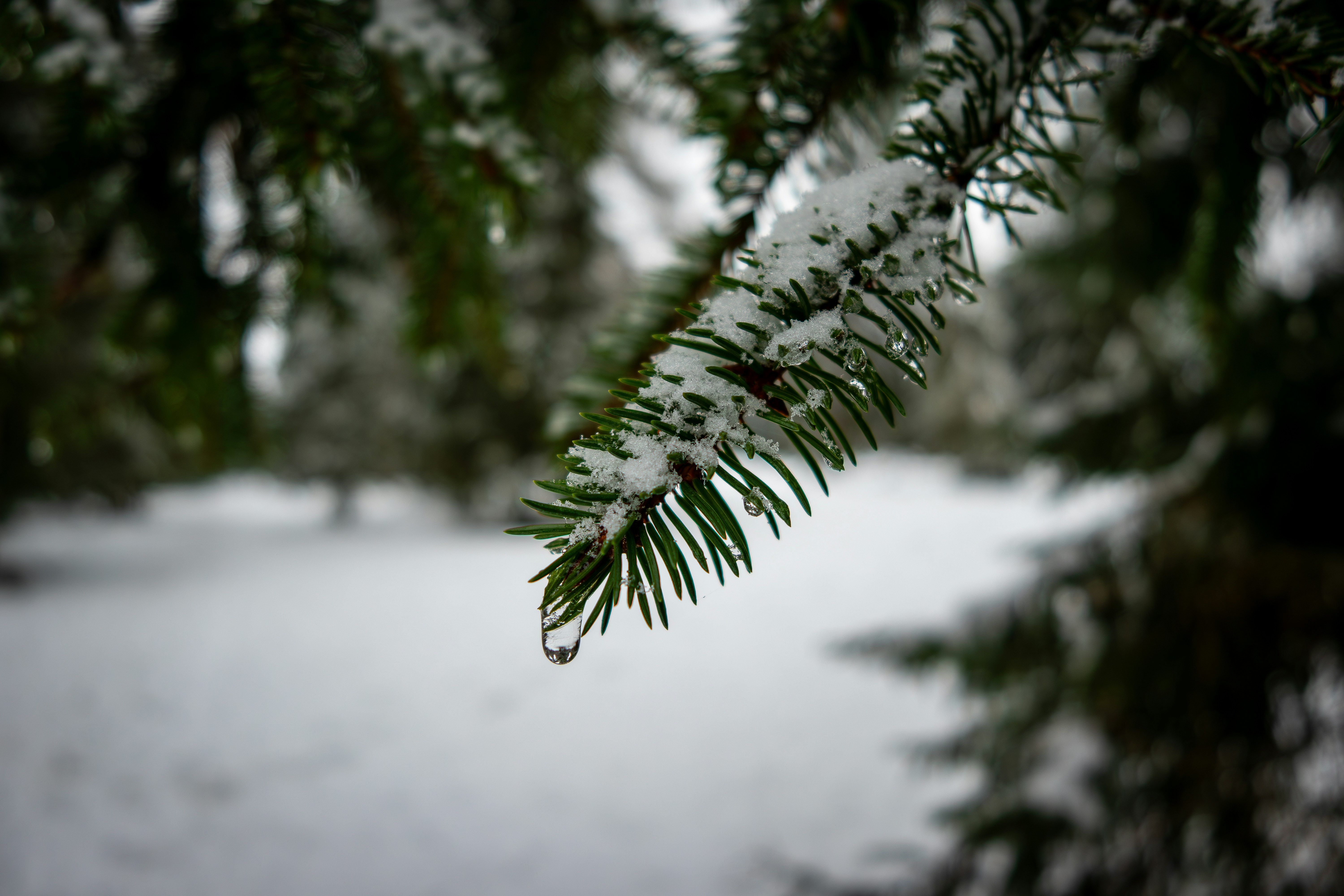 Close-up photograph of a snow-dusted pine needle with a droplet at its tip against a softly blurred winter backdrop.