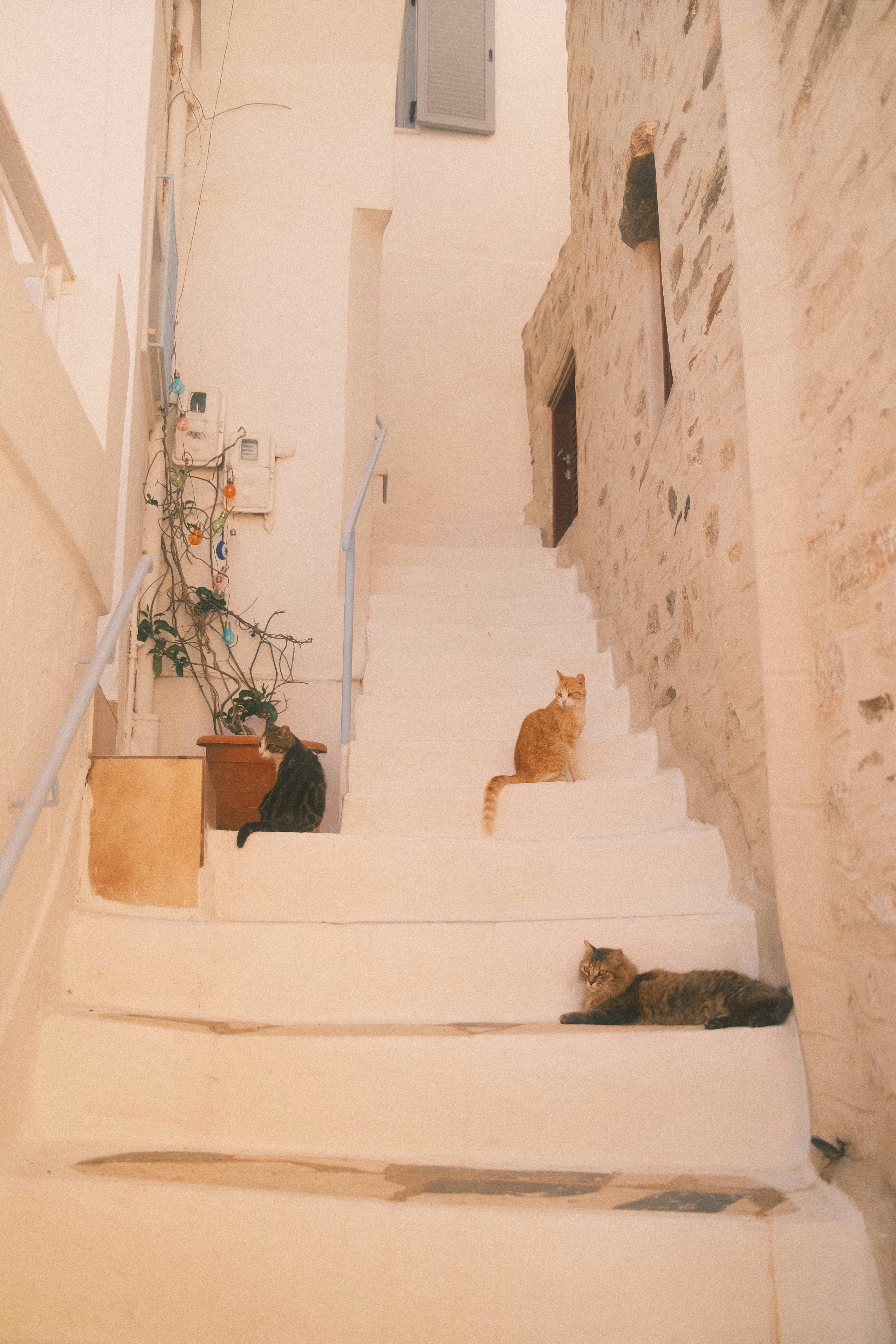 Sunlit Staircase Trio: Three Cats in a Quiet Mediterranean Alley