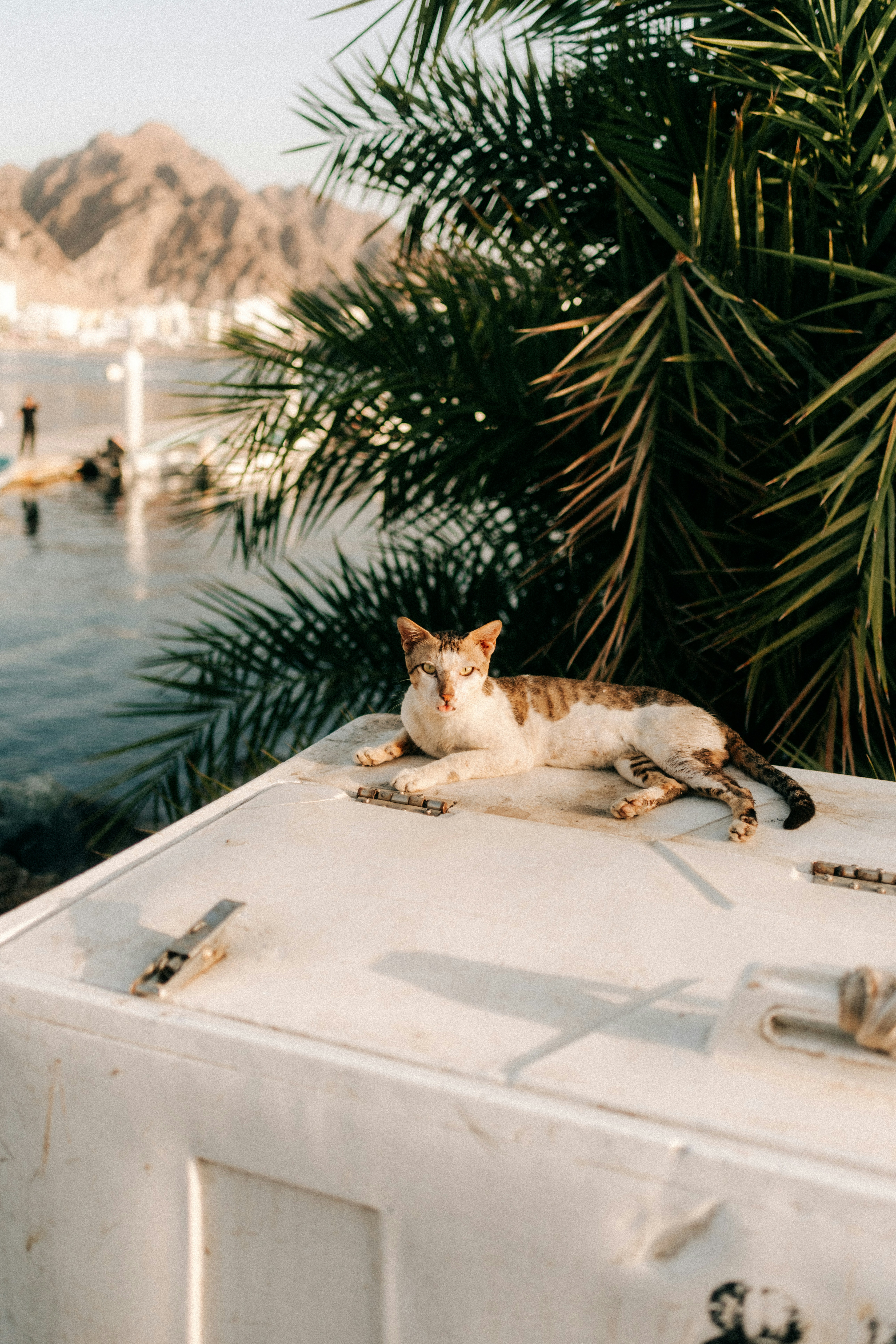 Sunlit Harbor Cat: Quiet Rest on a Weathered Container by Palm Shadows