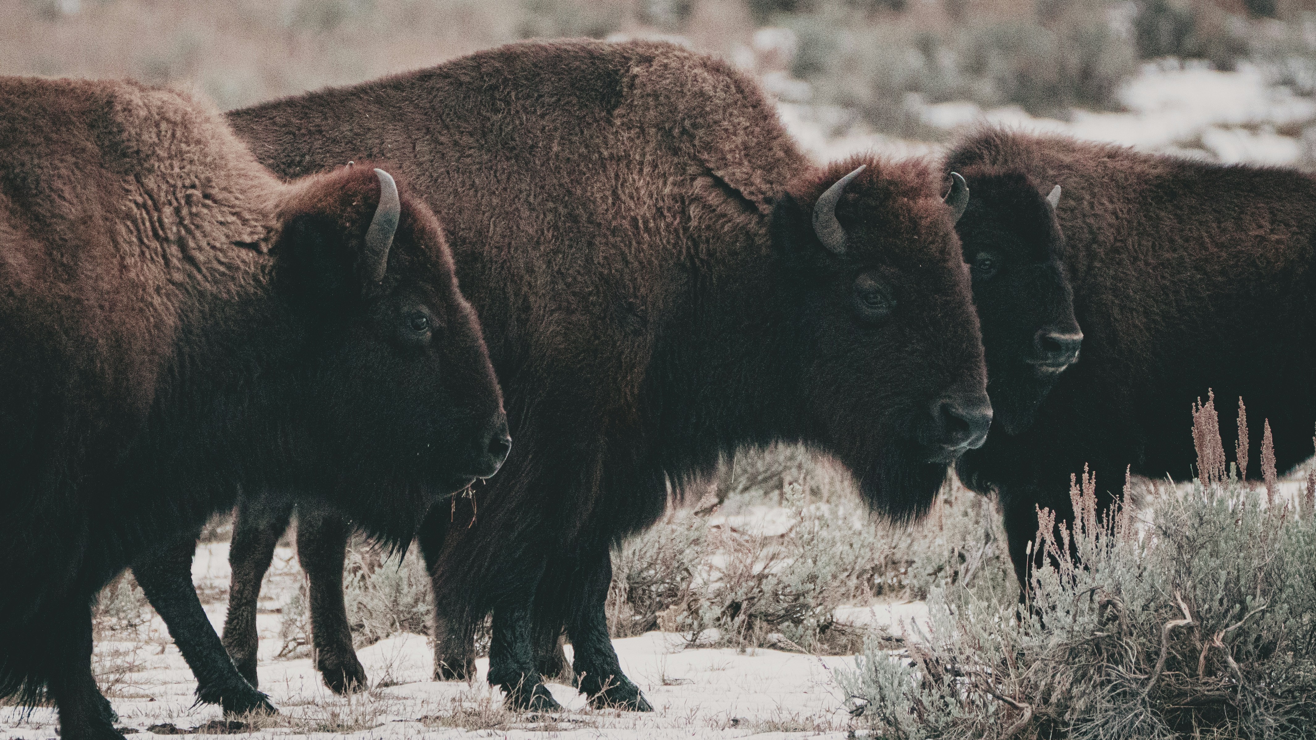 A group of bison standing next to each other photo – Free Animal Image ...