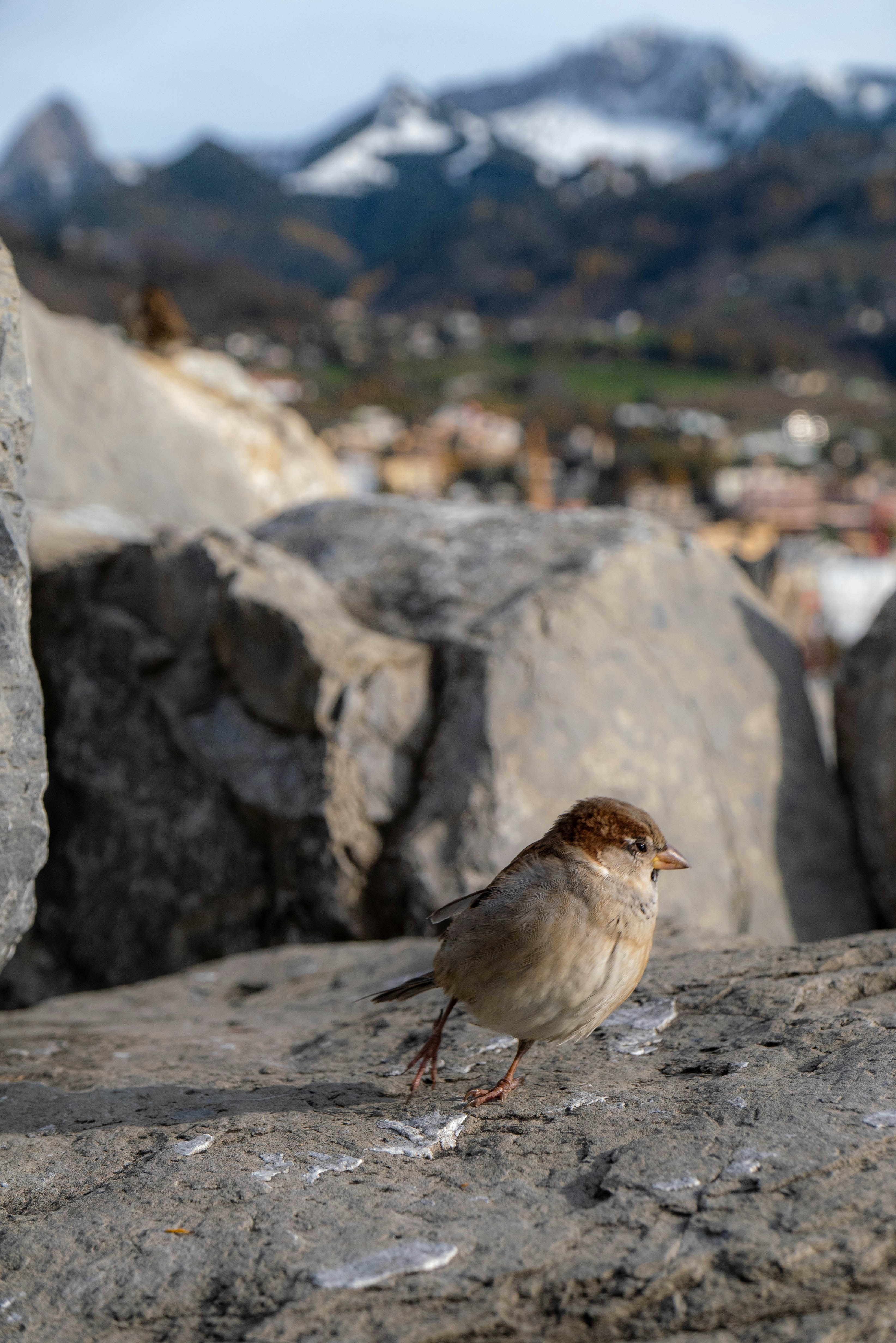 A small bird is standing on a rock