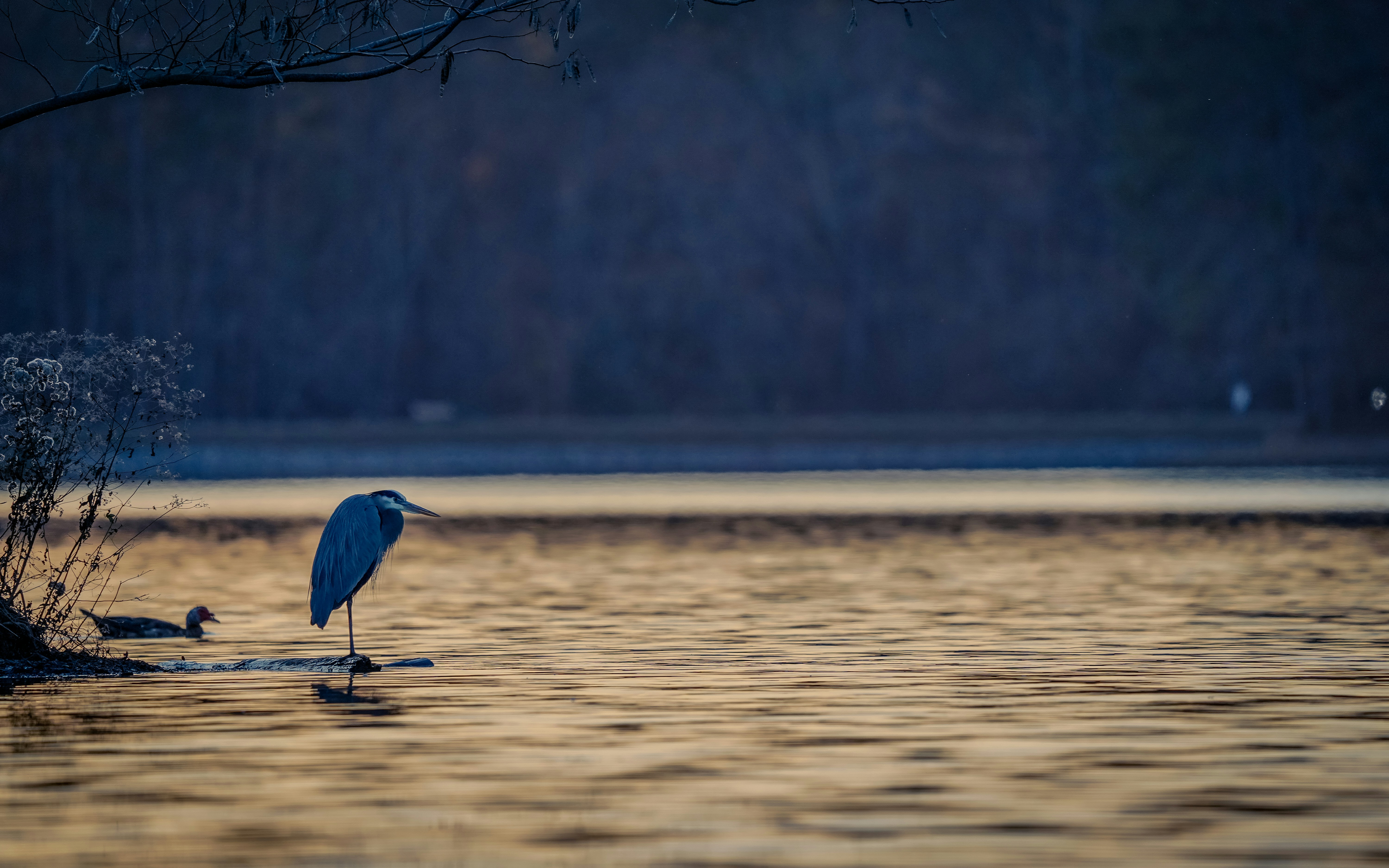 Blue Hour Sentinel: Heron on a Quiet Lake