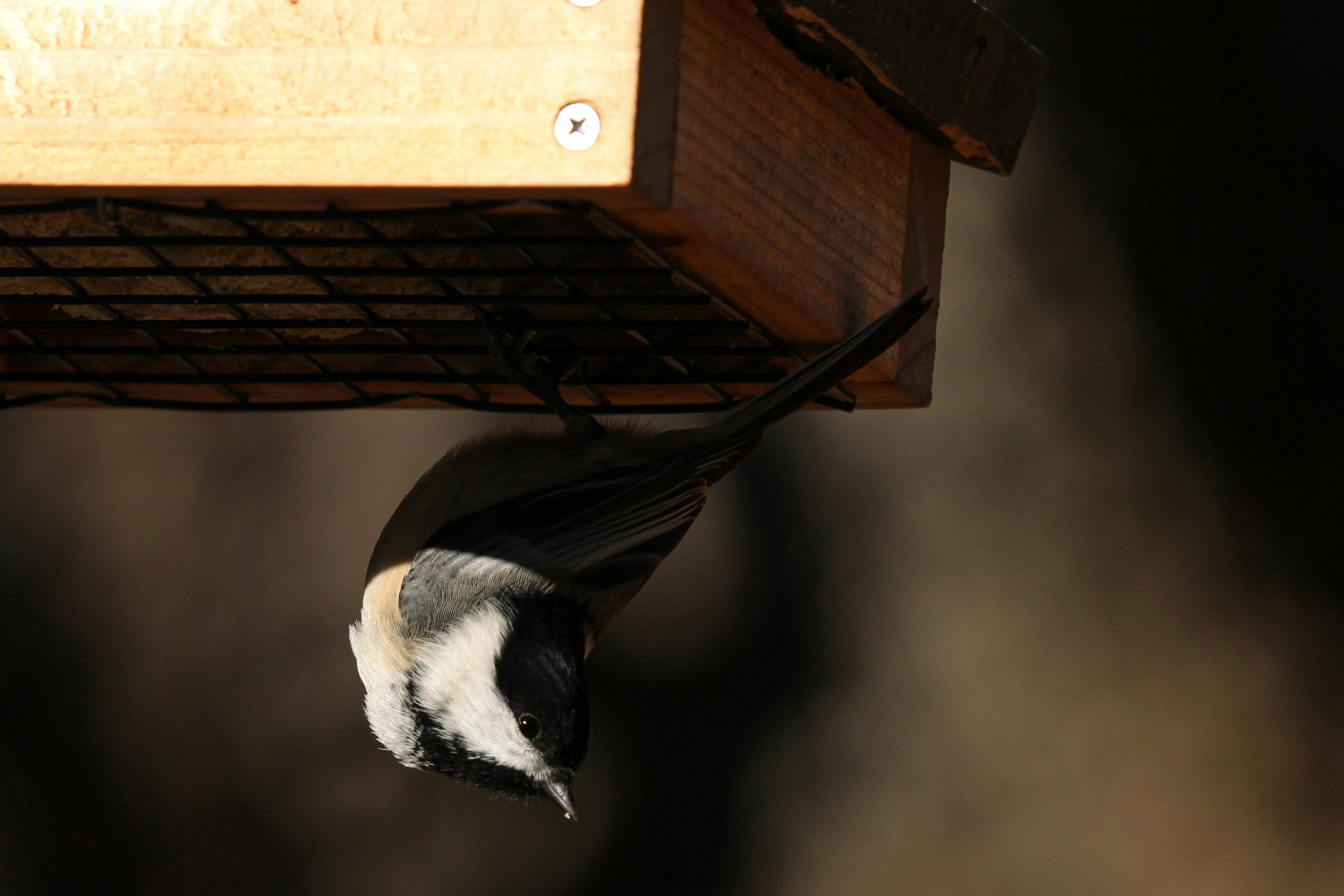 Underfoot at the Feeder: A Black-Capped Chickadee Clings Upside Down