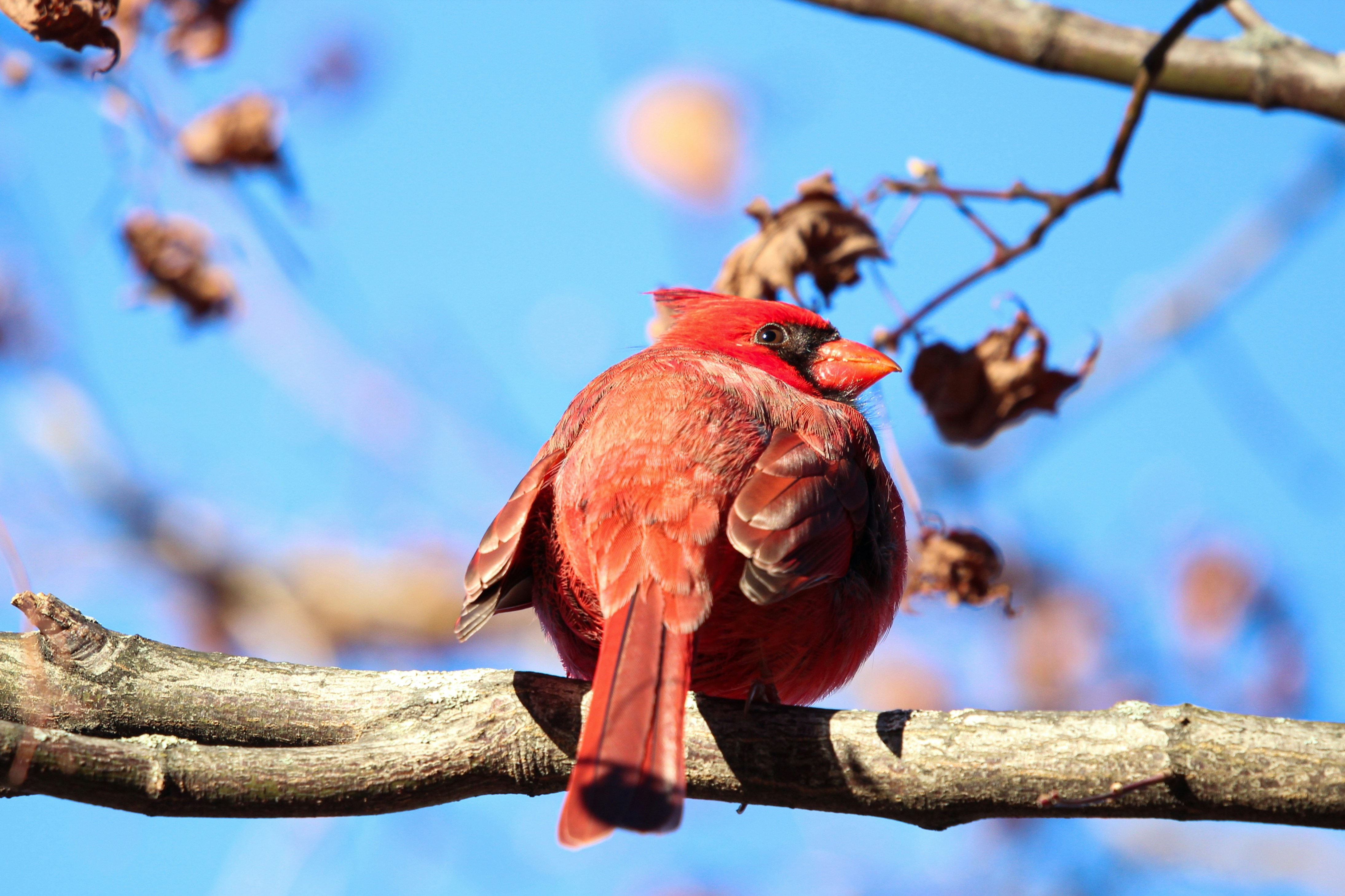 Crimson Cardinal in a Sunlit Spring Sky