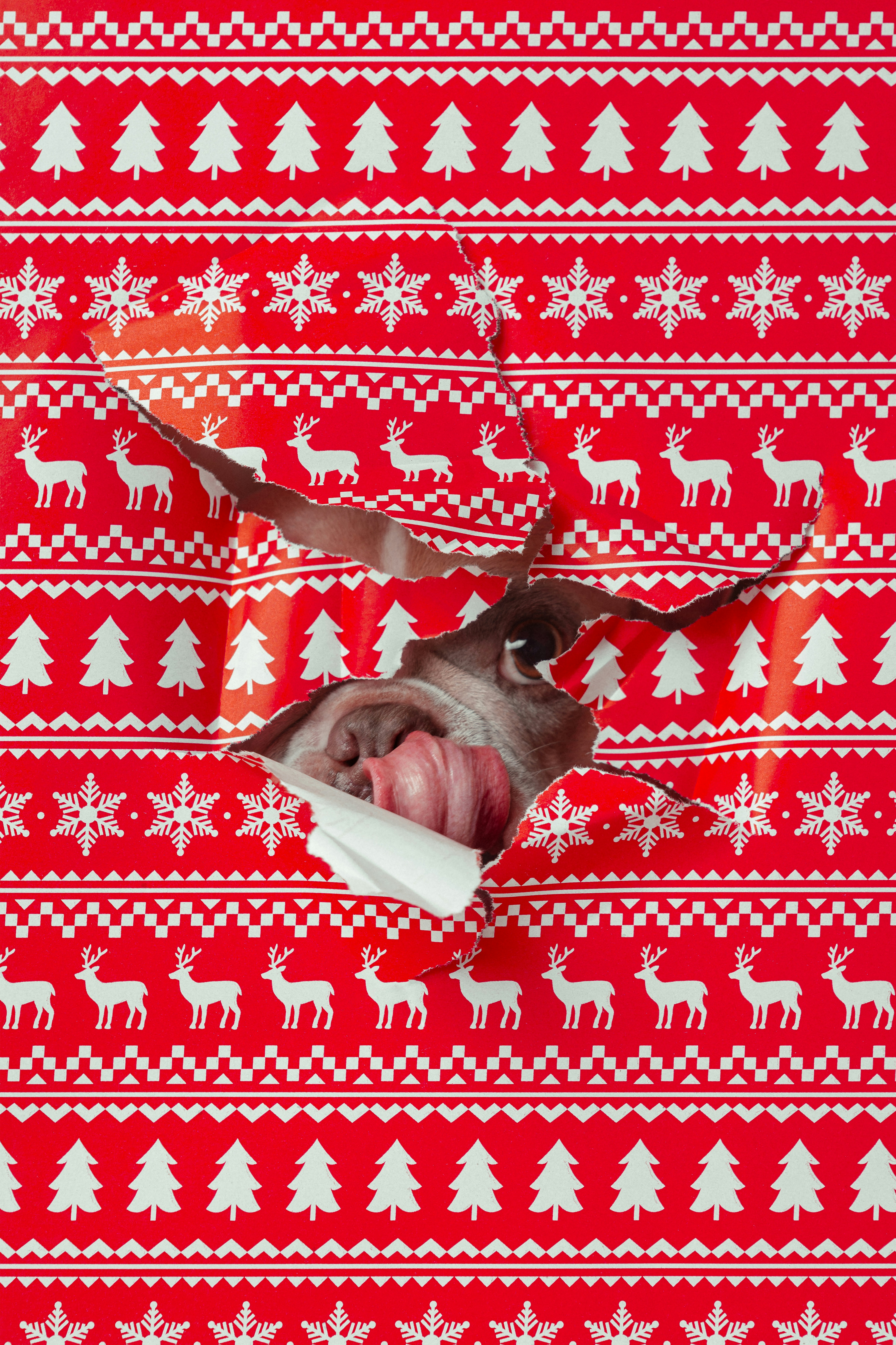 Spud | 100+ best free photos on Unsplash