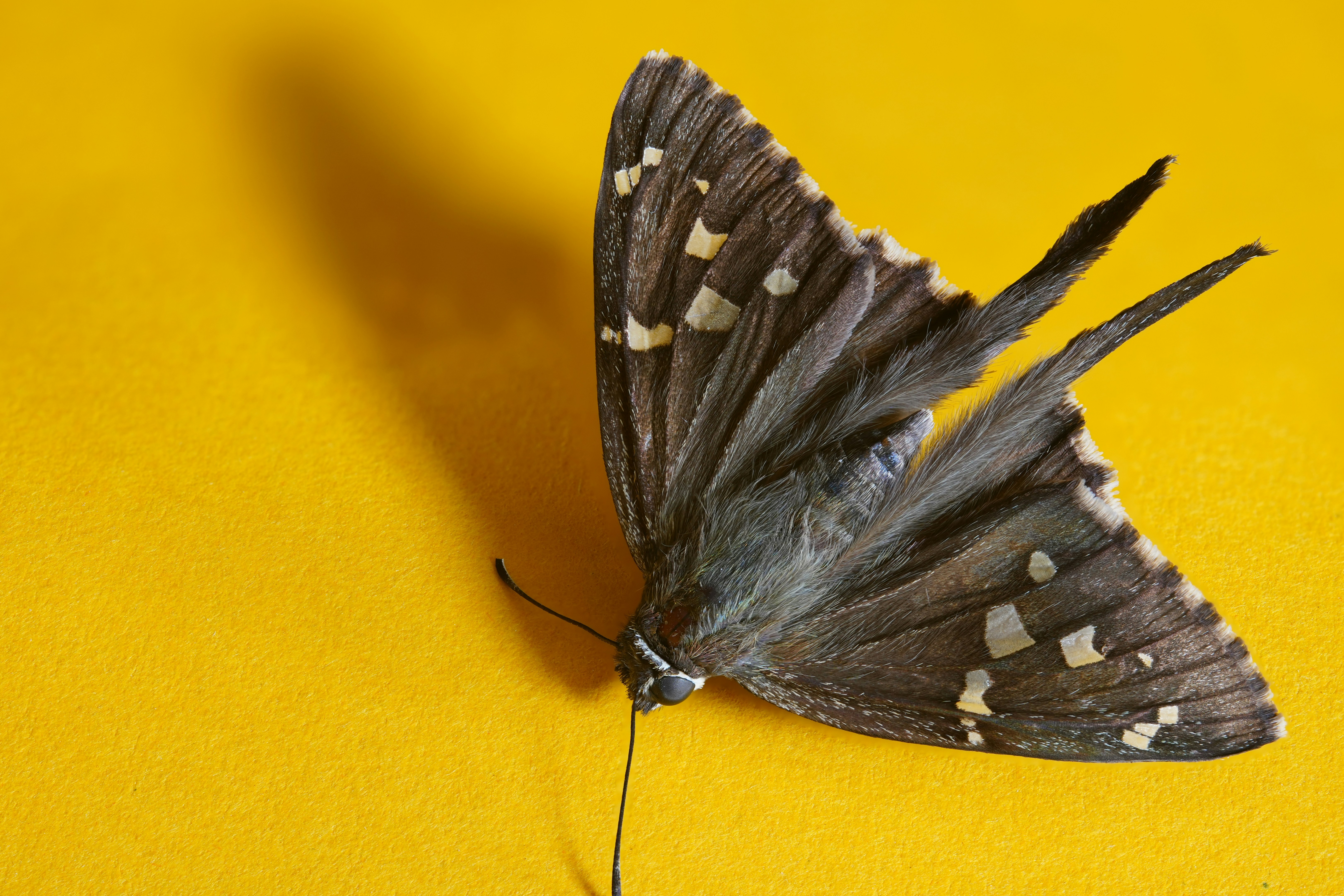 Yellow Canvas, Black Wings: a White-spotted Butterfly at Rest