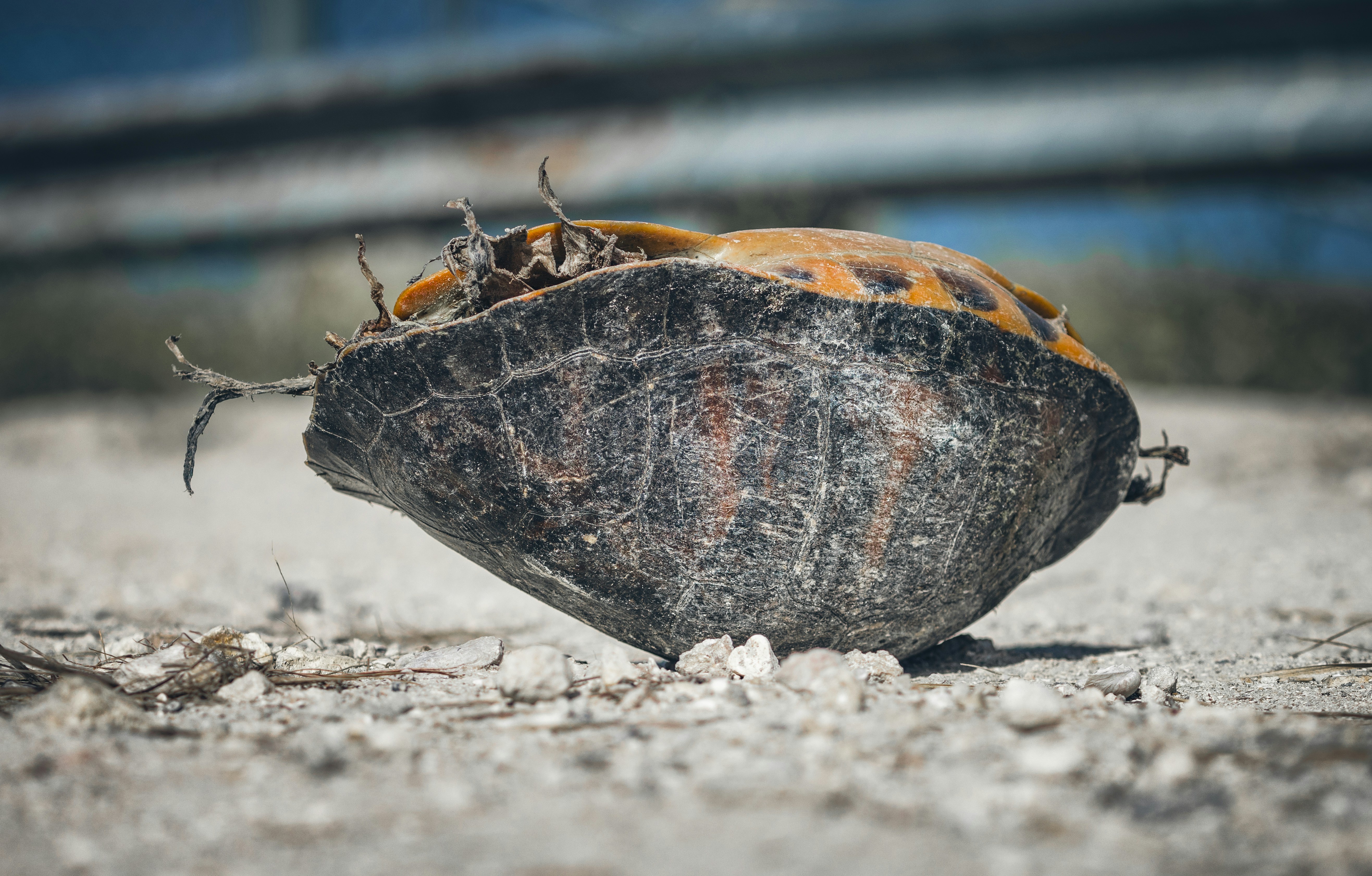 The Quiet Relic: a weathered shell on sun-warmed pavement