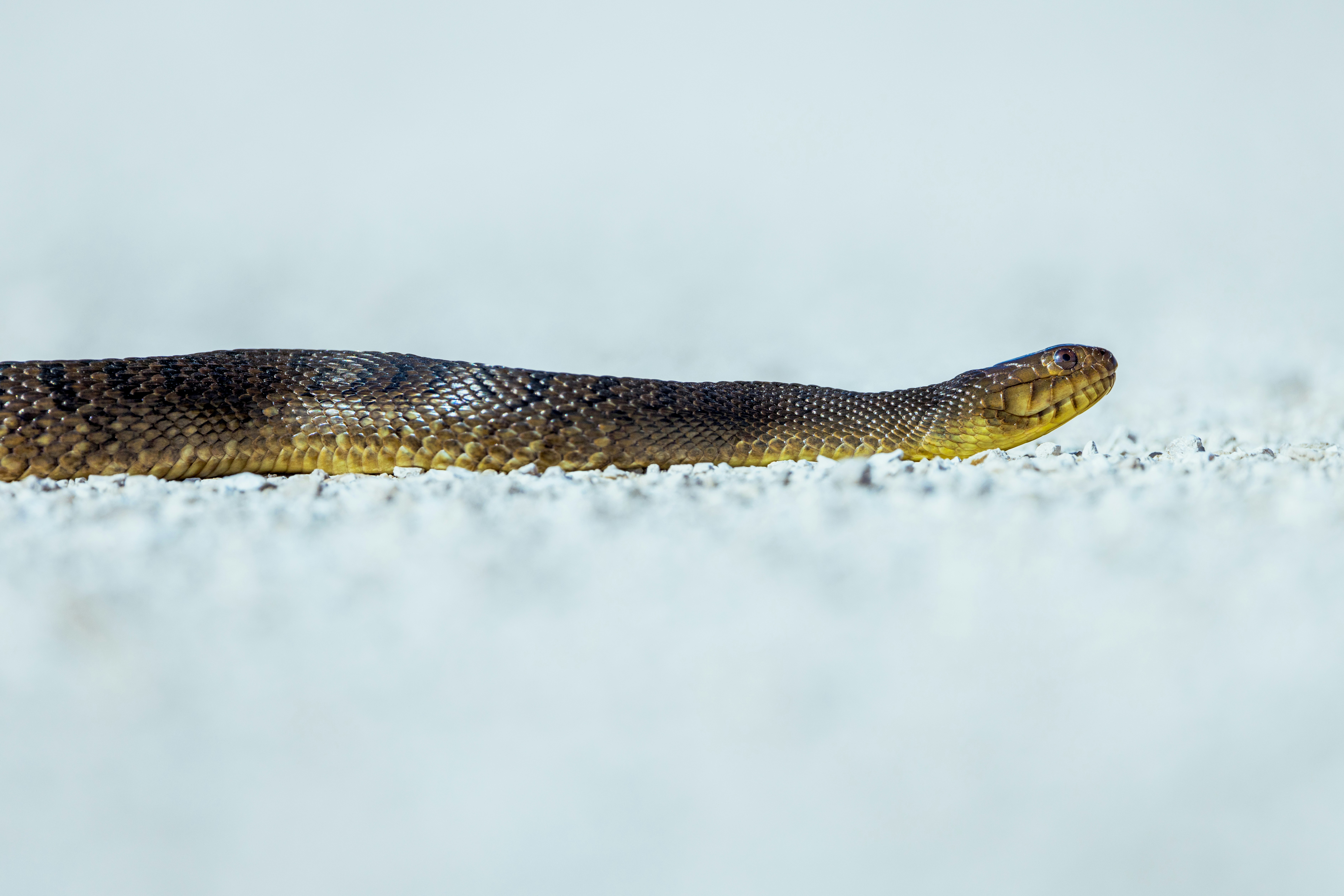 Photo by Greg Sellentin with Canon EOS R5