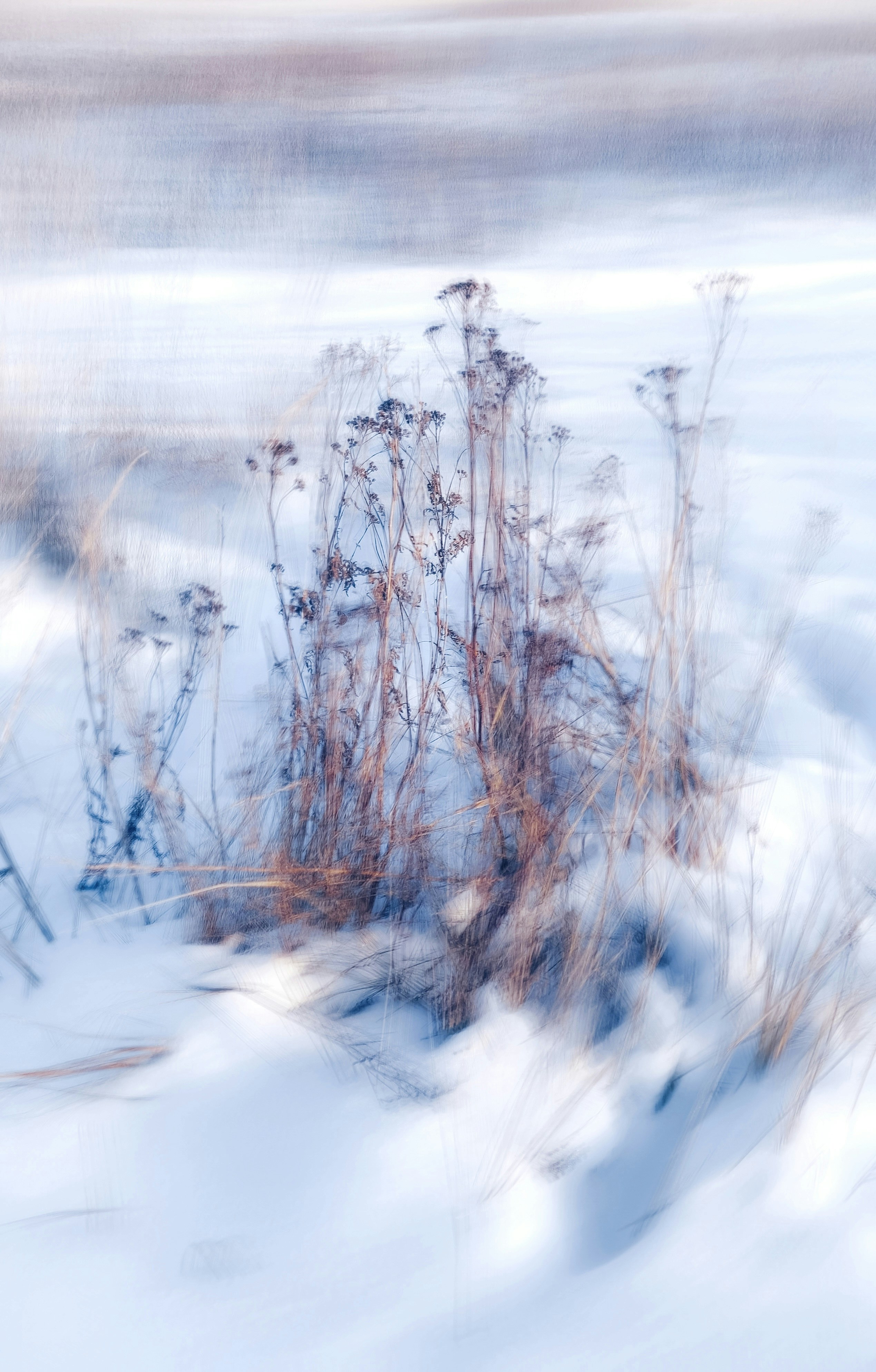 A blurry photo of a bunch of plants in the snow photo – Free Wallpaper ...
