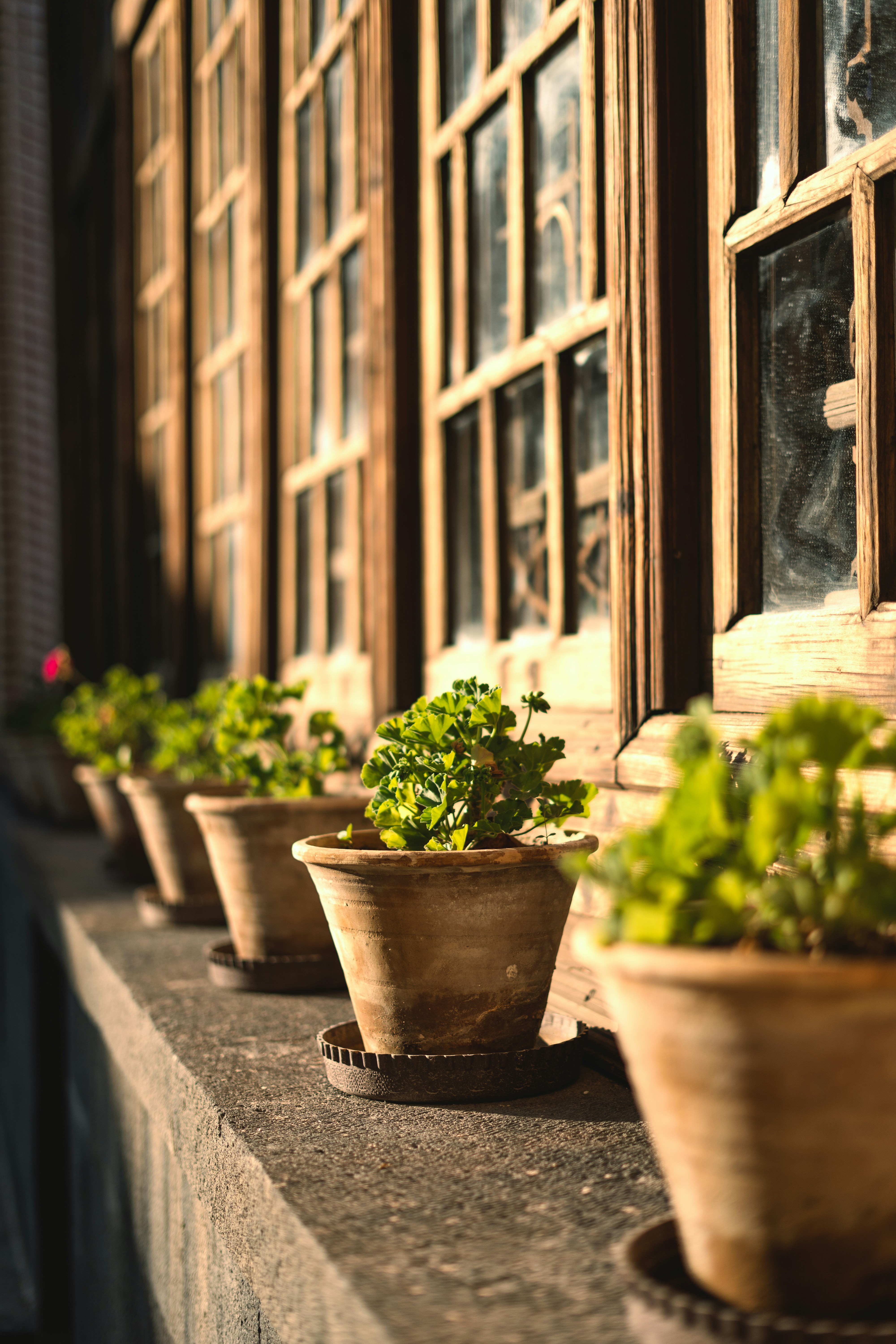 A row of potted plants sitting next to a window photo – Free Window ...