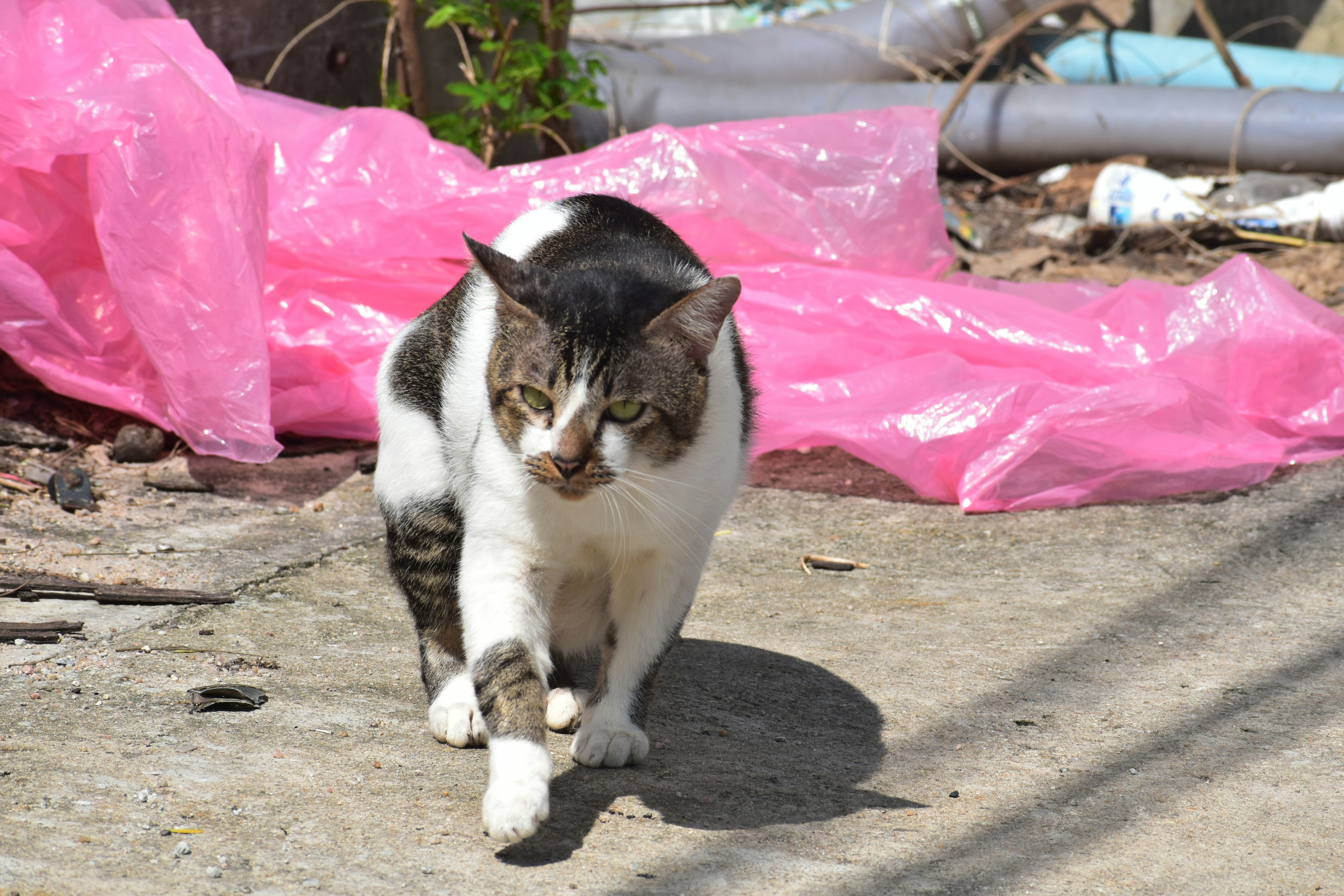 Territorial cat in Koh Tao | A cat walking across a sidewalk next to a pink tarp