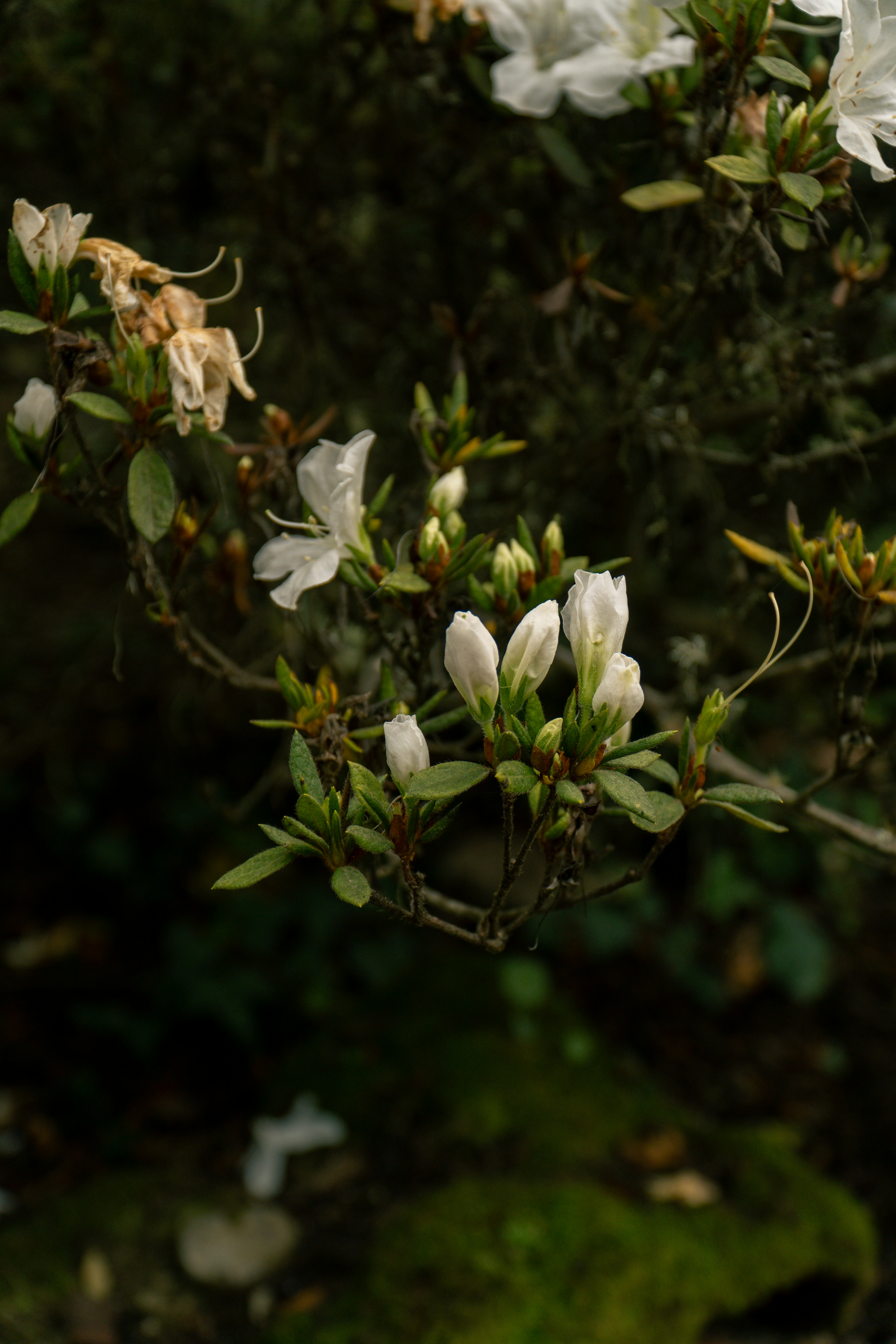 Photo by Yulia Z with Sony Alpha 6400