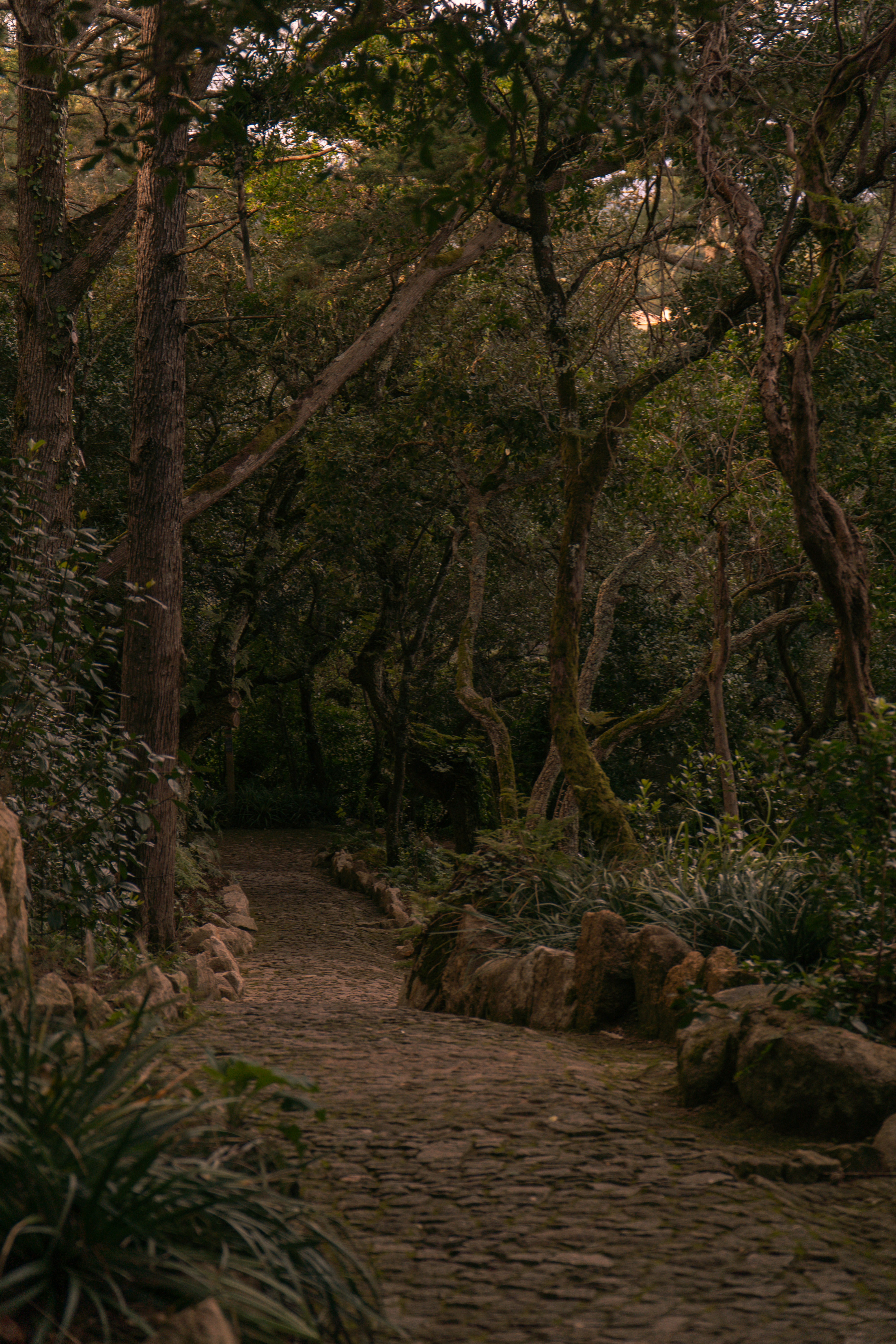 Foto Jalan Setapak Melalui Hutan Dengan Banyak Pepohonan Gambar Bunga