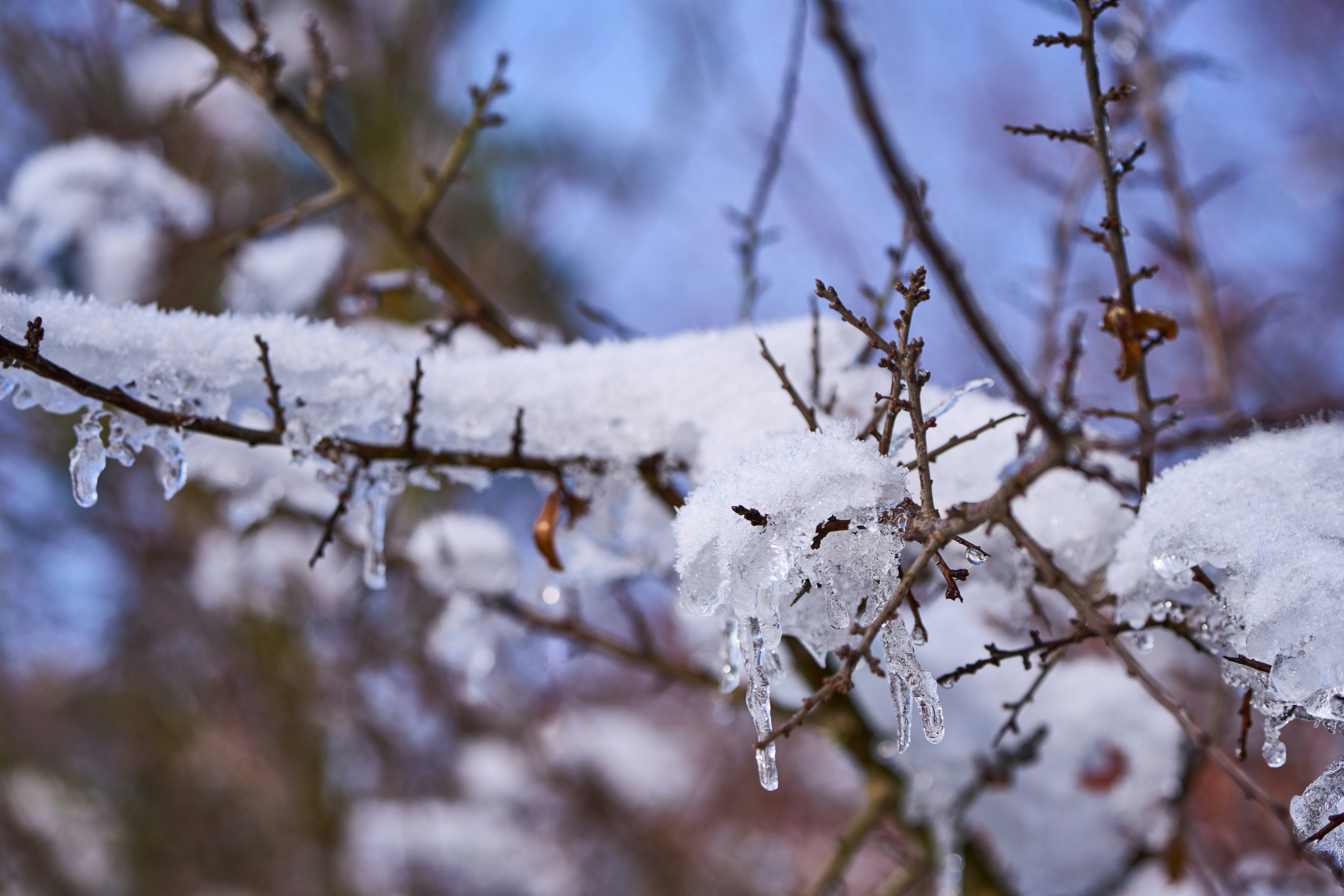 A snow covered tree branch with lots of ice on it photo – Free Ice ...