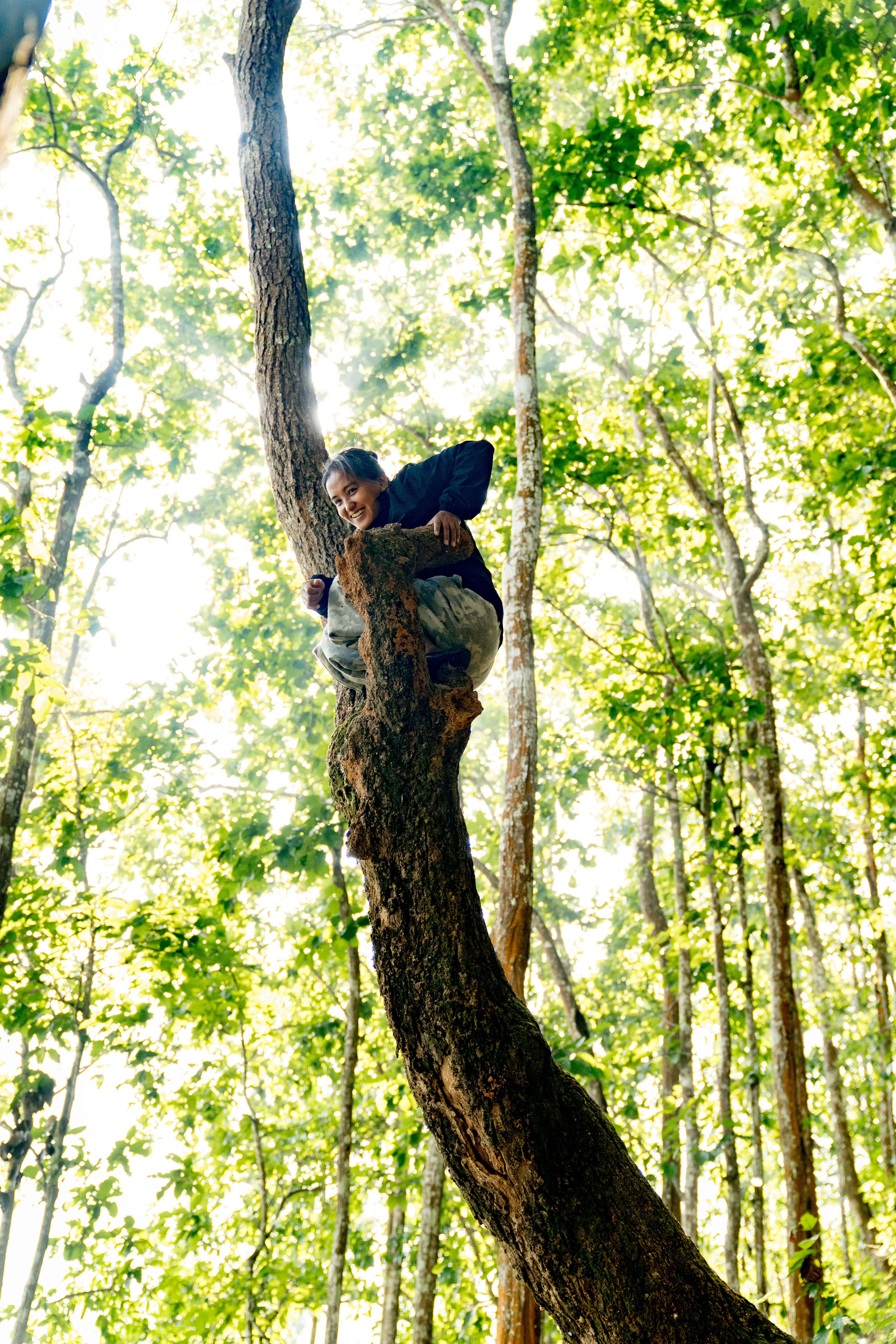 Sunlit Perch: A Child Climber on a Gnarled Forest Trunk