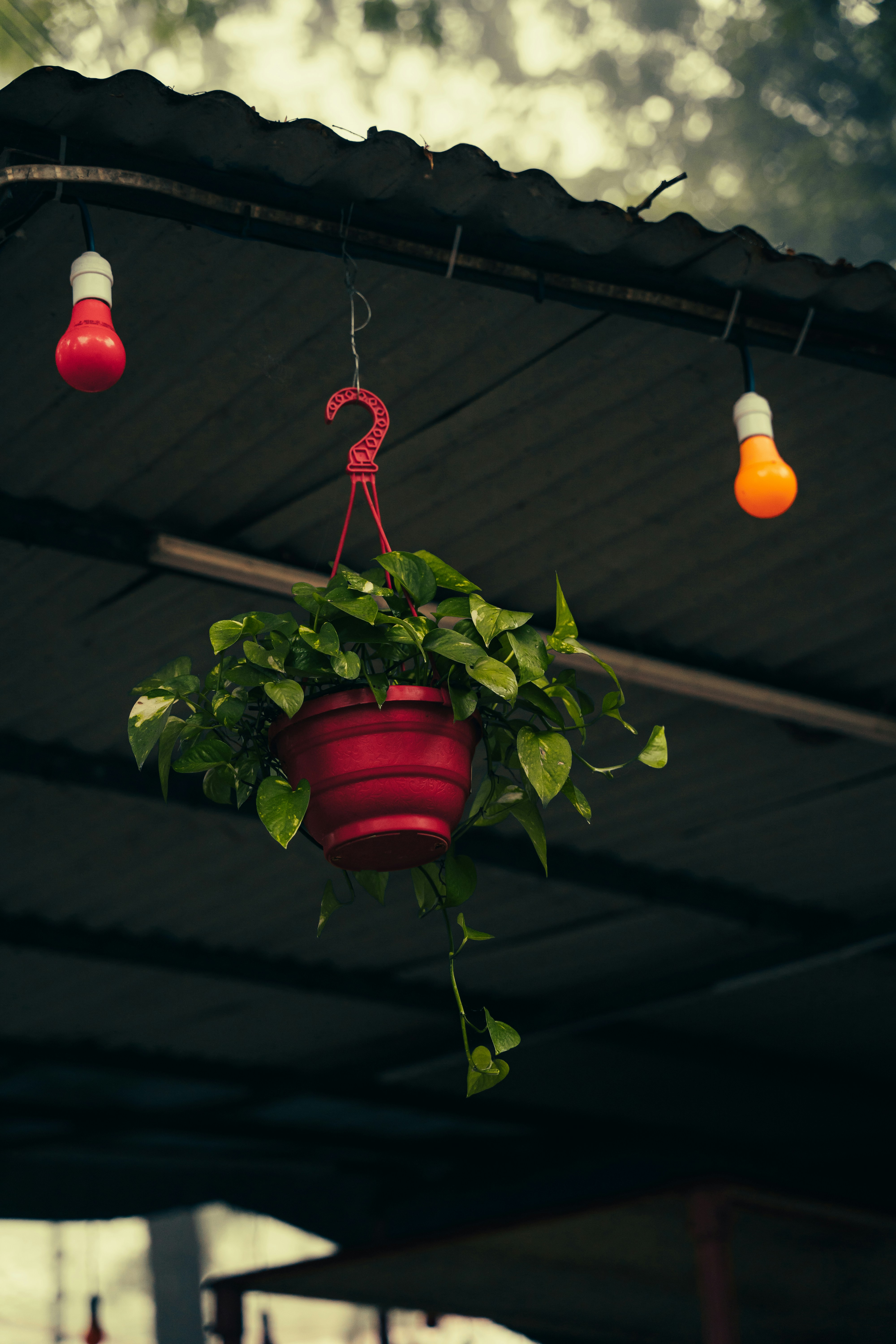 Emerald Vines Under a Crimson Pot: A Quiet Canopy Tale