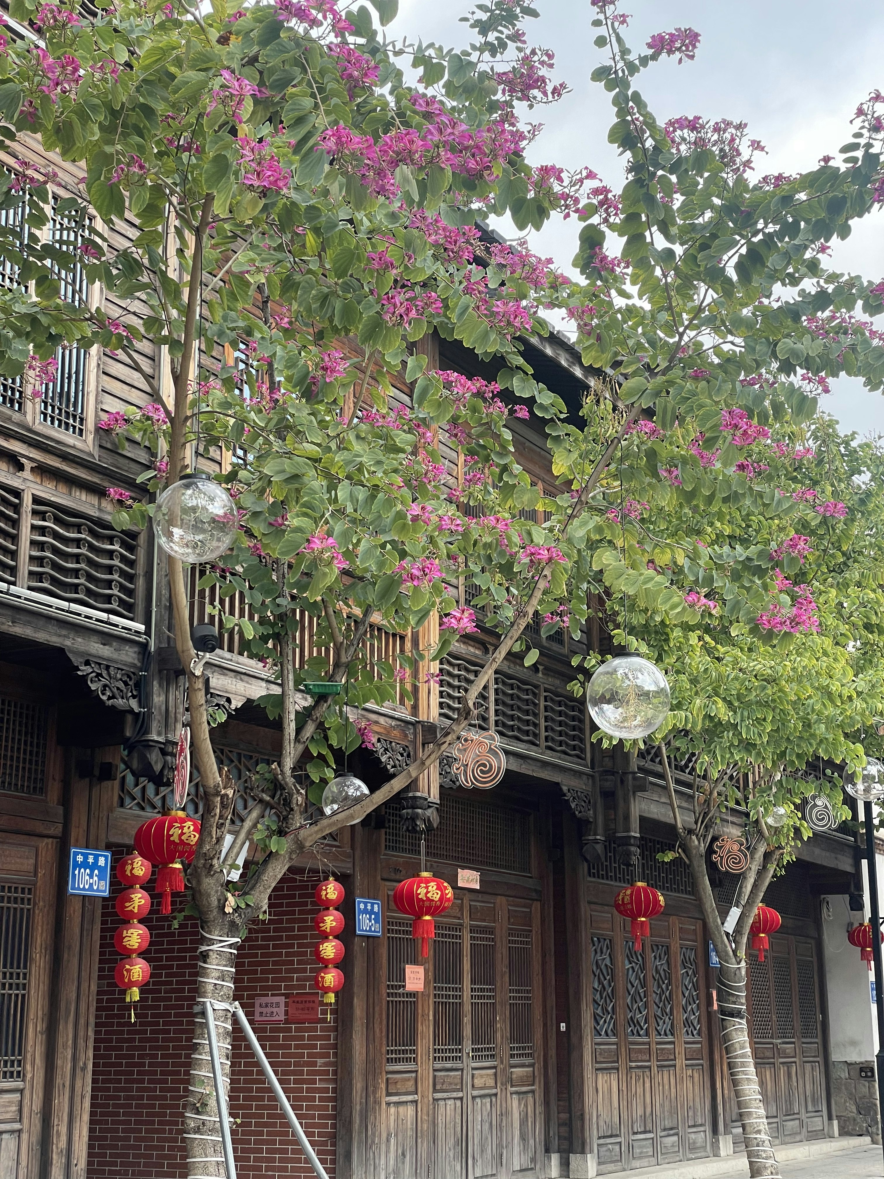 Bougainvillea Lanterns: A Sunlit Street of Timber and Red Ornaments
