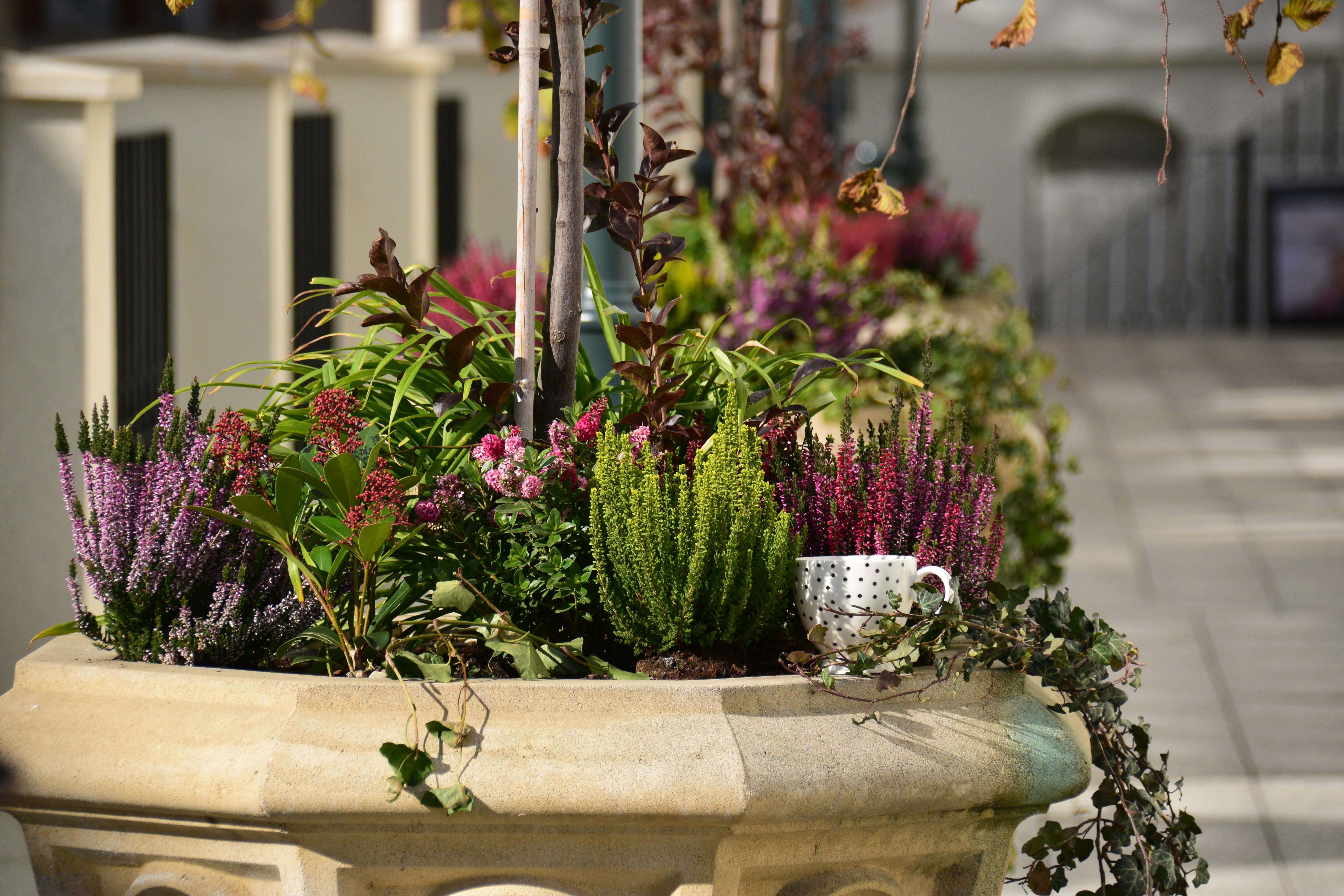 Sunlit Courtyard Planter: Lavender, Heathers, and a Playful Polka-Dot Mug