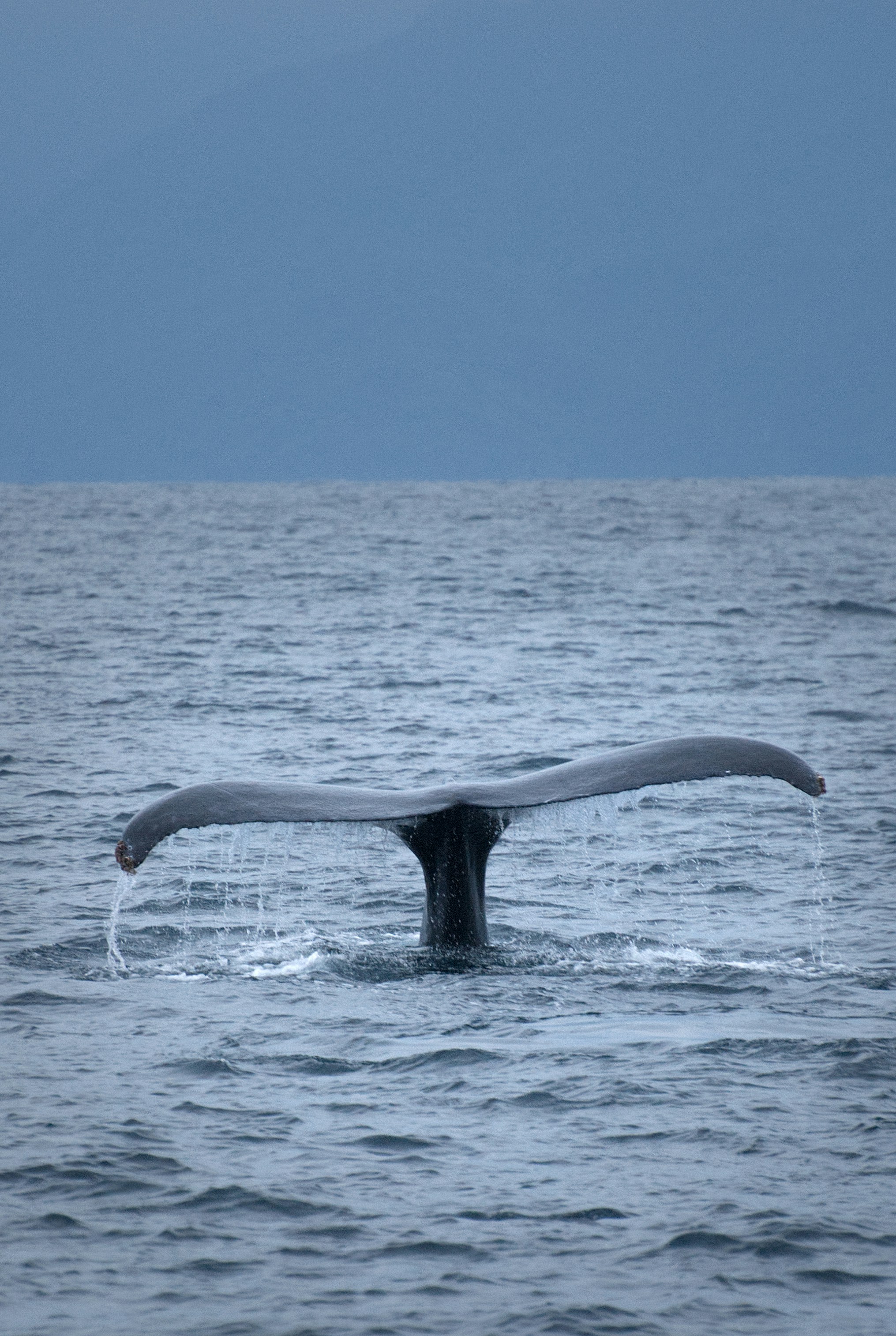 Tail of a diving humpback whale
