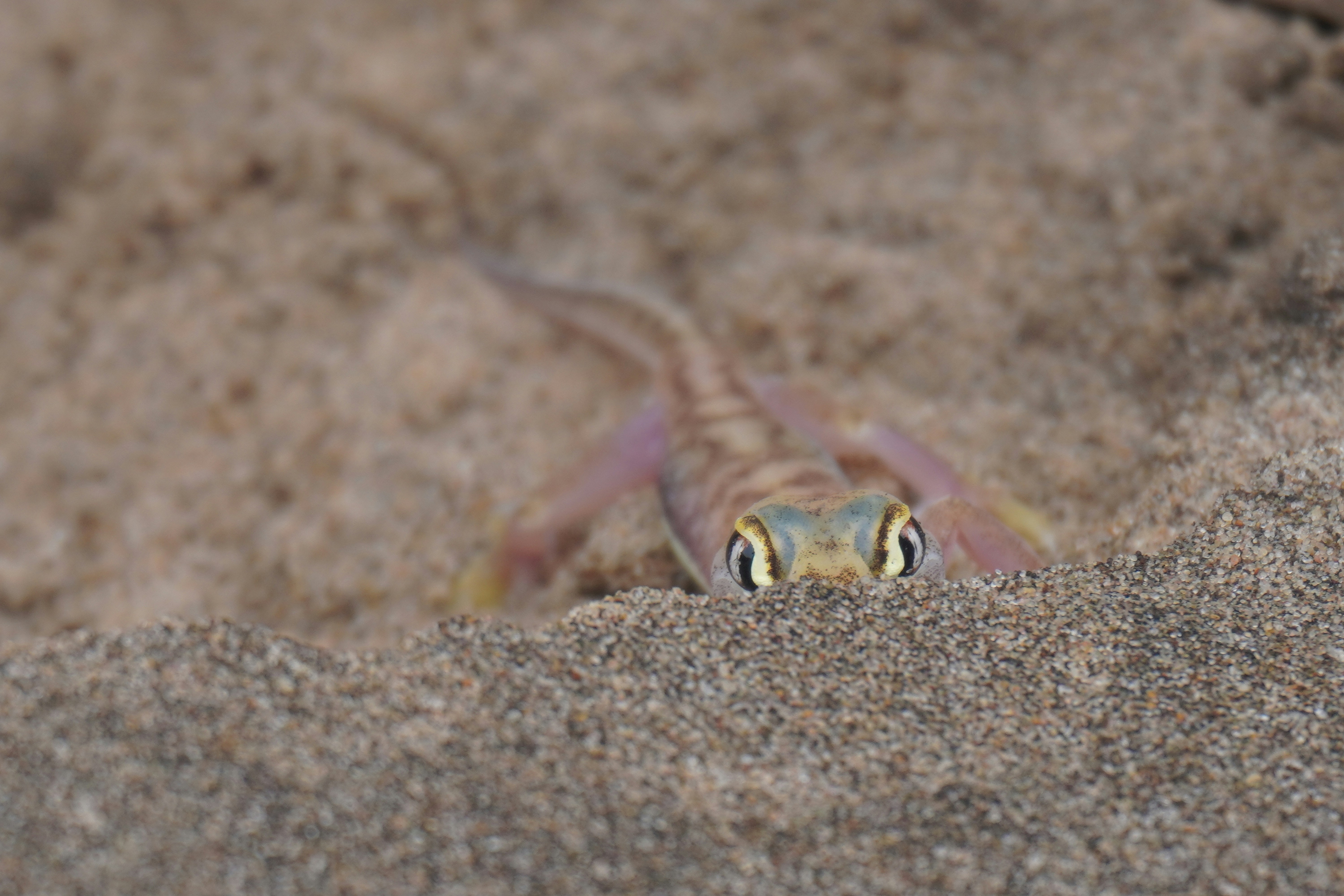 Hidden Gaze: A Desert Gecko Emerges Over Grainy Sand