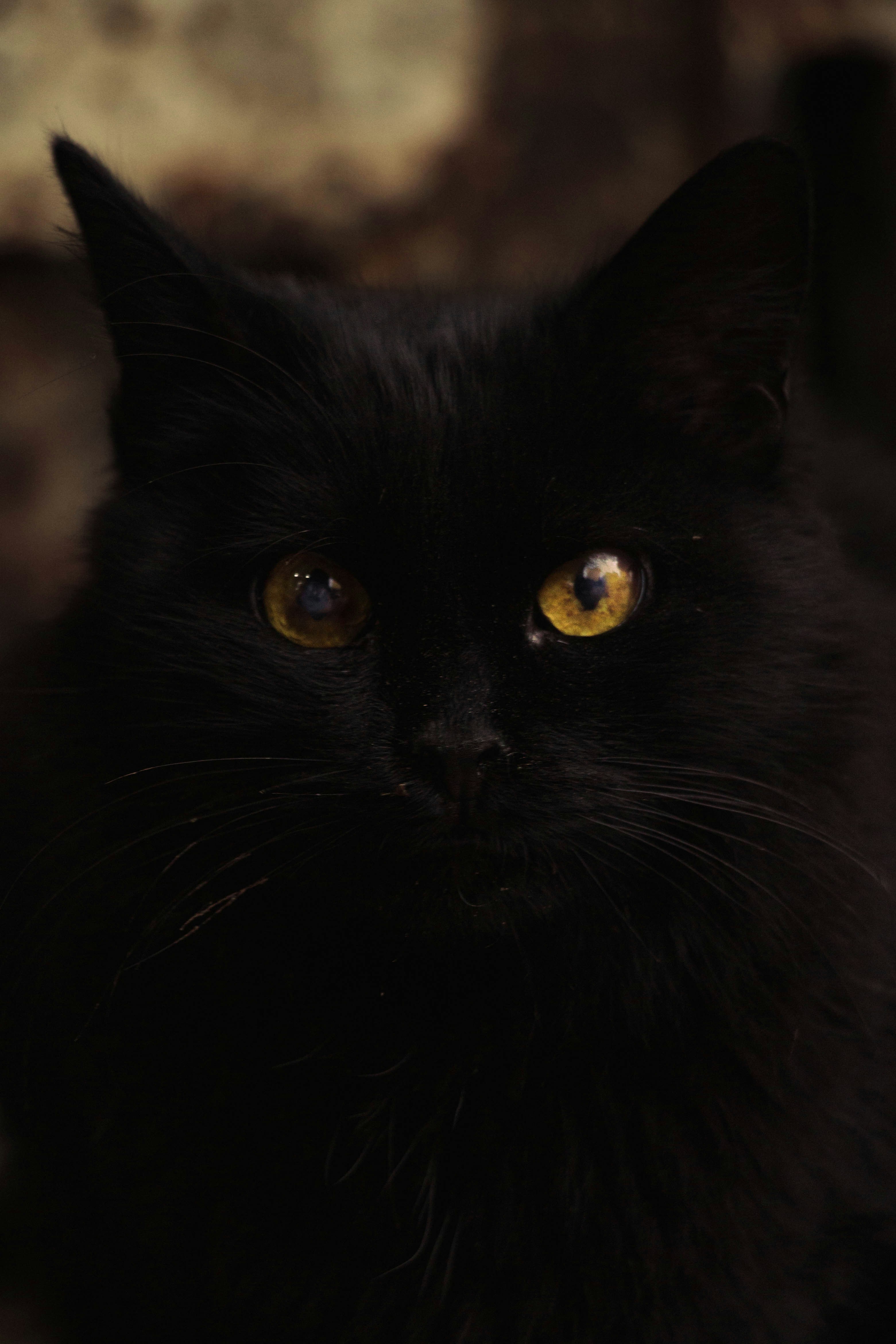 Close-up of a black cat with striking yellow eyes, set against a blurred background. The image captures the cat's intense expression and sleek fur.