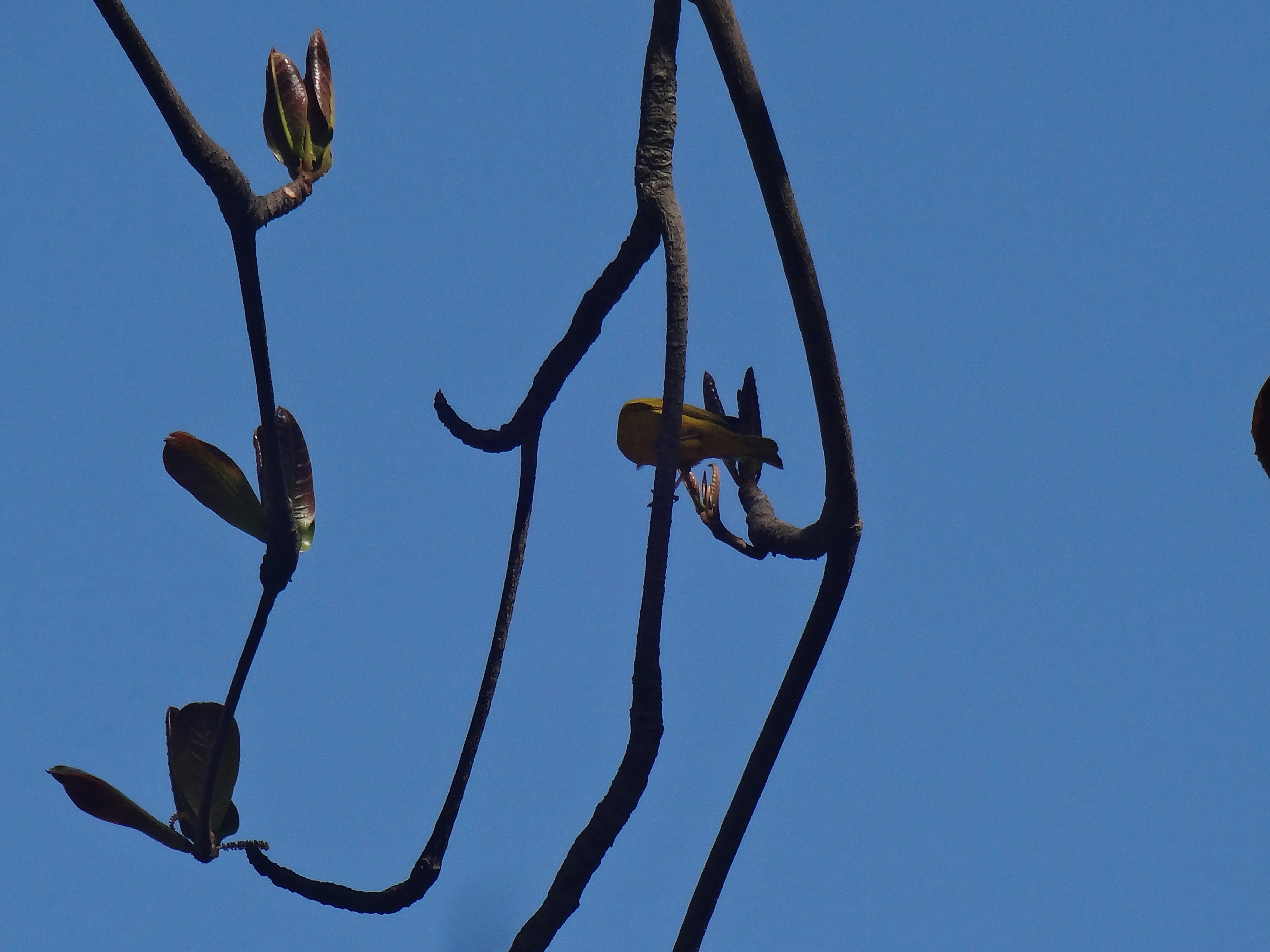 Yellow bird perched on bare branch against clear blue sky.